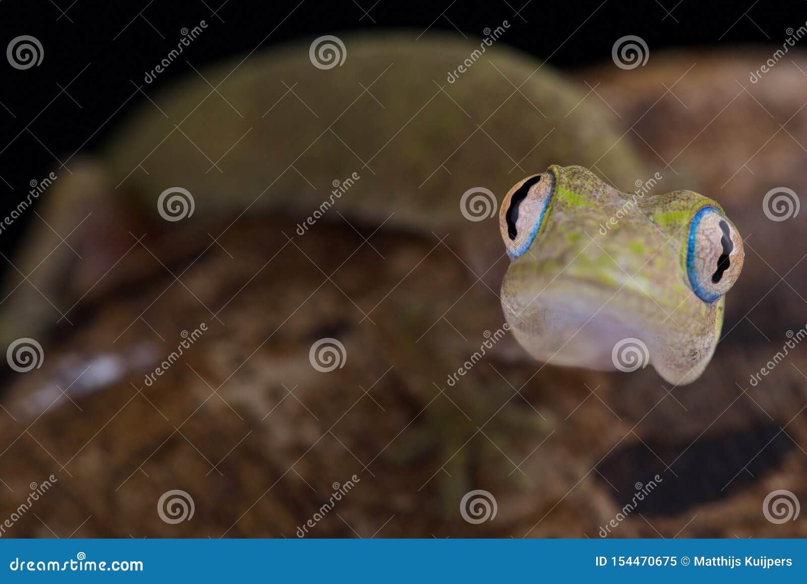 Philippine False Gecko Pseudogekko Compresicorpus Stock Image - Image ...