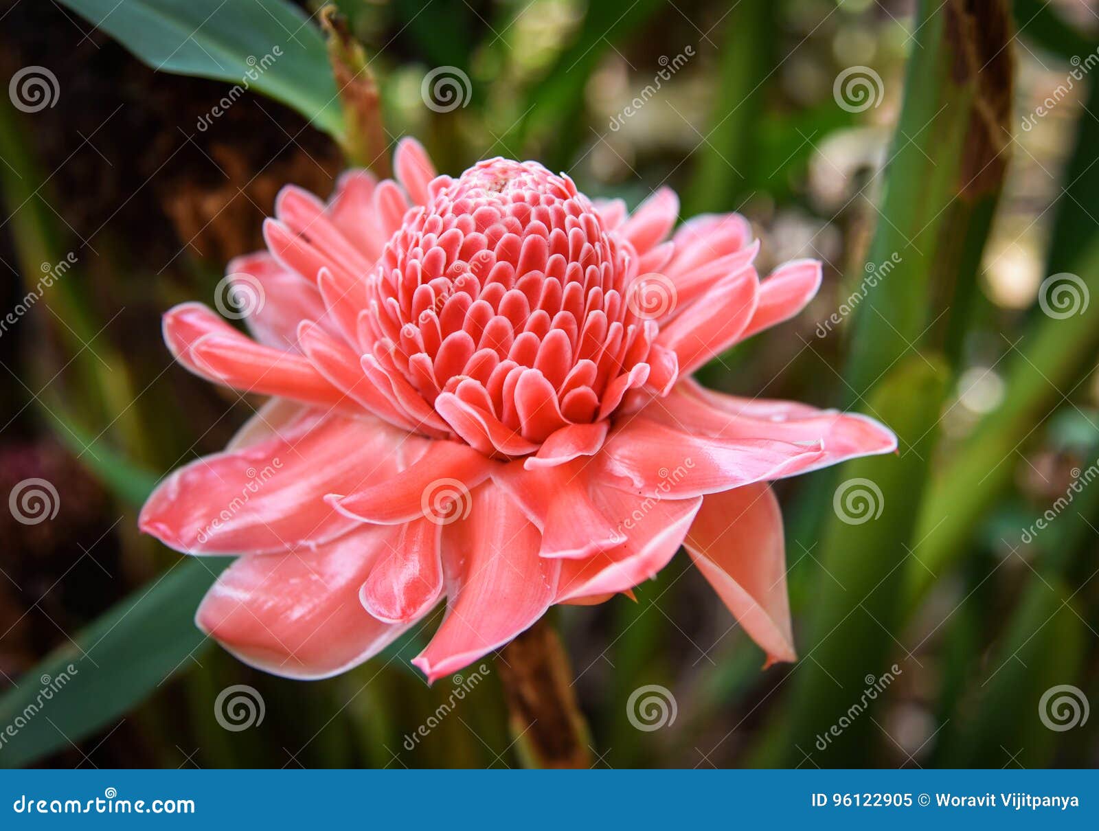 Philippine flower stock image. Image of phaeomeria, perennial - 96122905