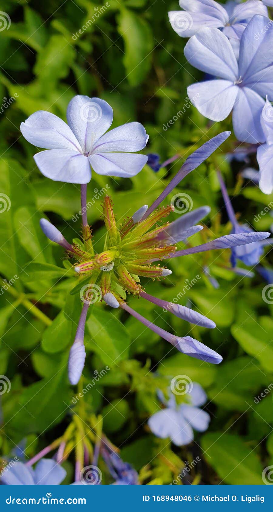 Philippine Garden Flower Light Violet in Sunny Day Stock Photo - Image ...