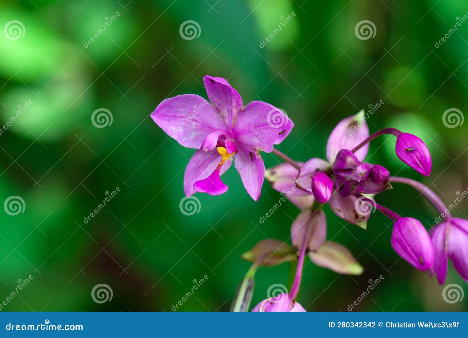 Philippine Ground Orchid, Spathoglottis Plicata Stock Photo - Image of ...