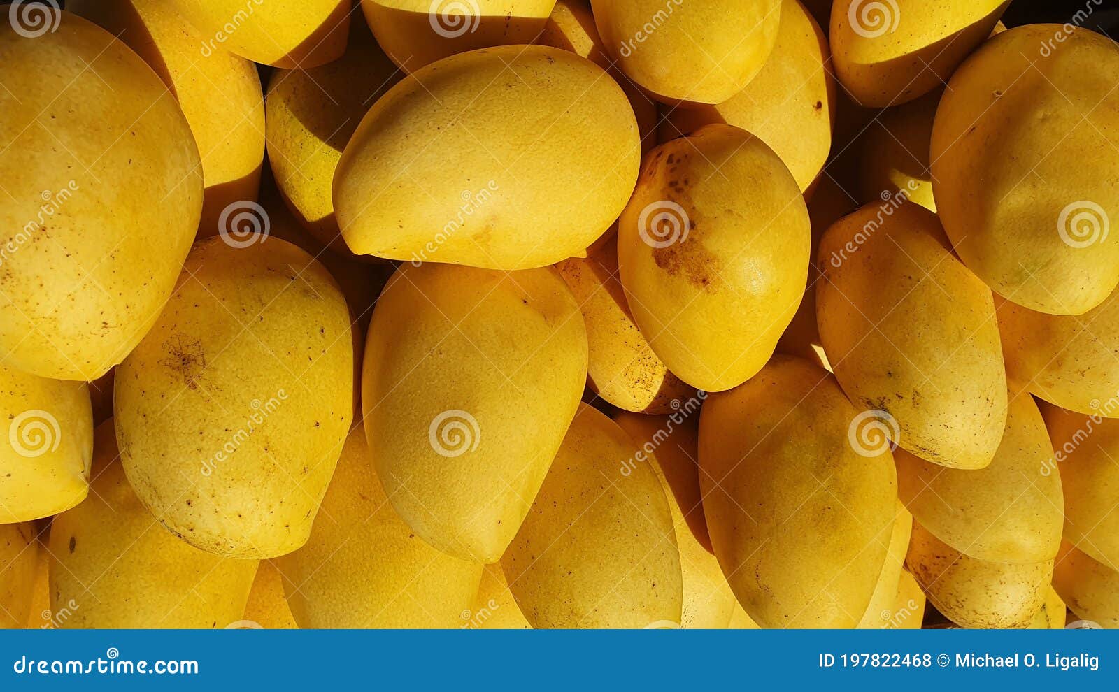 Philippine Mango Variety Best in the World Stock Photo - Image of fiber ...