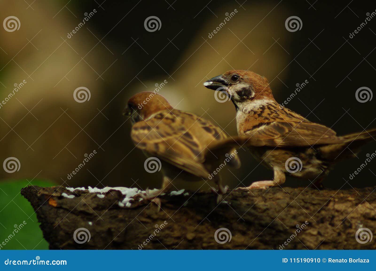 Philippine Maya Bird or Eurasian Tree Sparrow Perching on Tree Branch ...