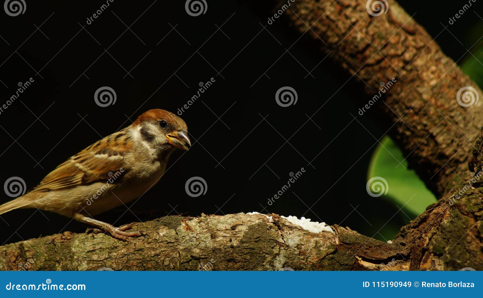 Philippine Maya Bird or Eurasian Tree Sparrow Perching on Tree Branch ...