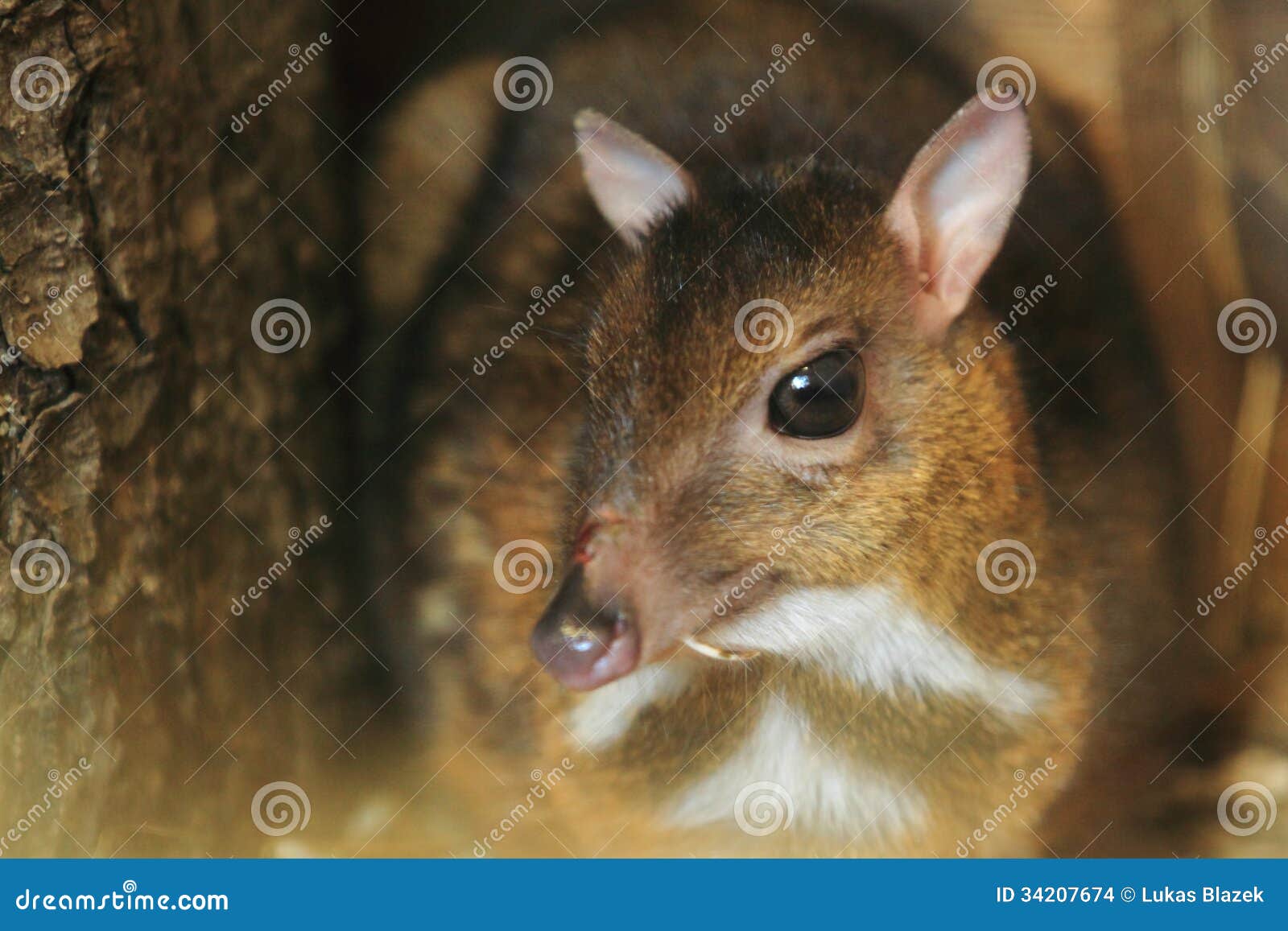 Mouse Deer(Tragulus Javanicus) In Bird Paradise Wildlife Park, Malaysia ...