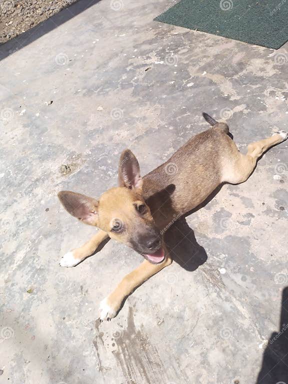 Philippine native dog stock image. Image of wildlife - 210438715