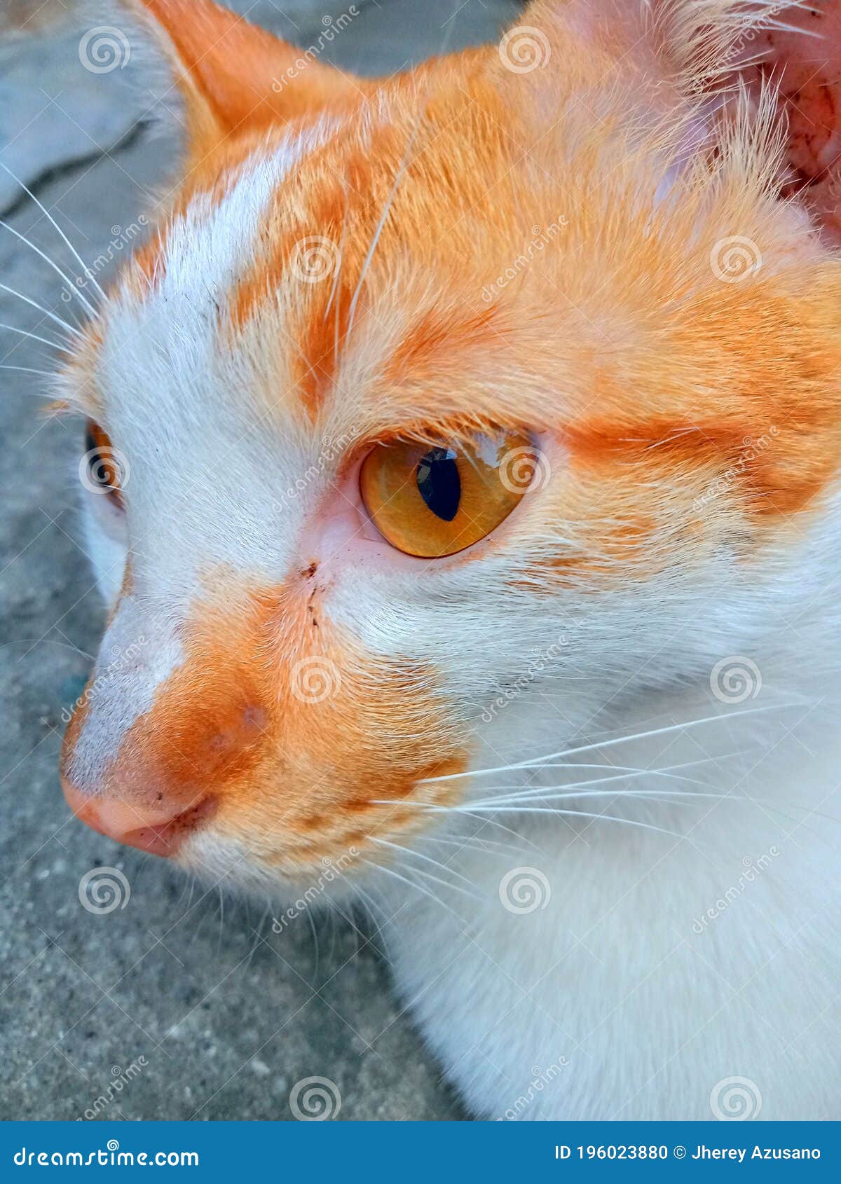Philippine Orange Cat Stock Photos - Free & Royalty-Free Stock Photos ...