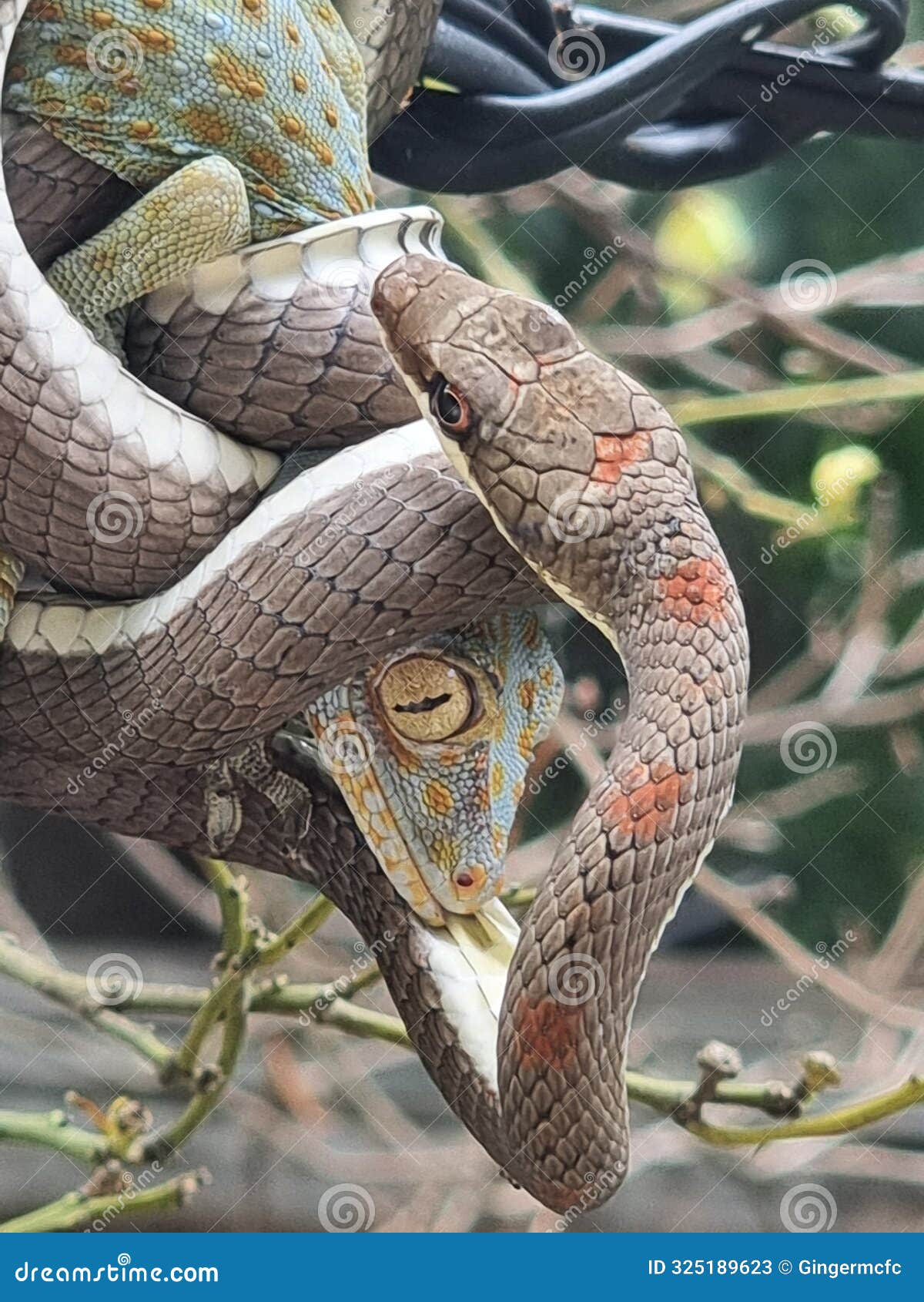 Snake Eating Mouse. Stock Photography | CartoonDealer.com #42452744