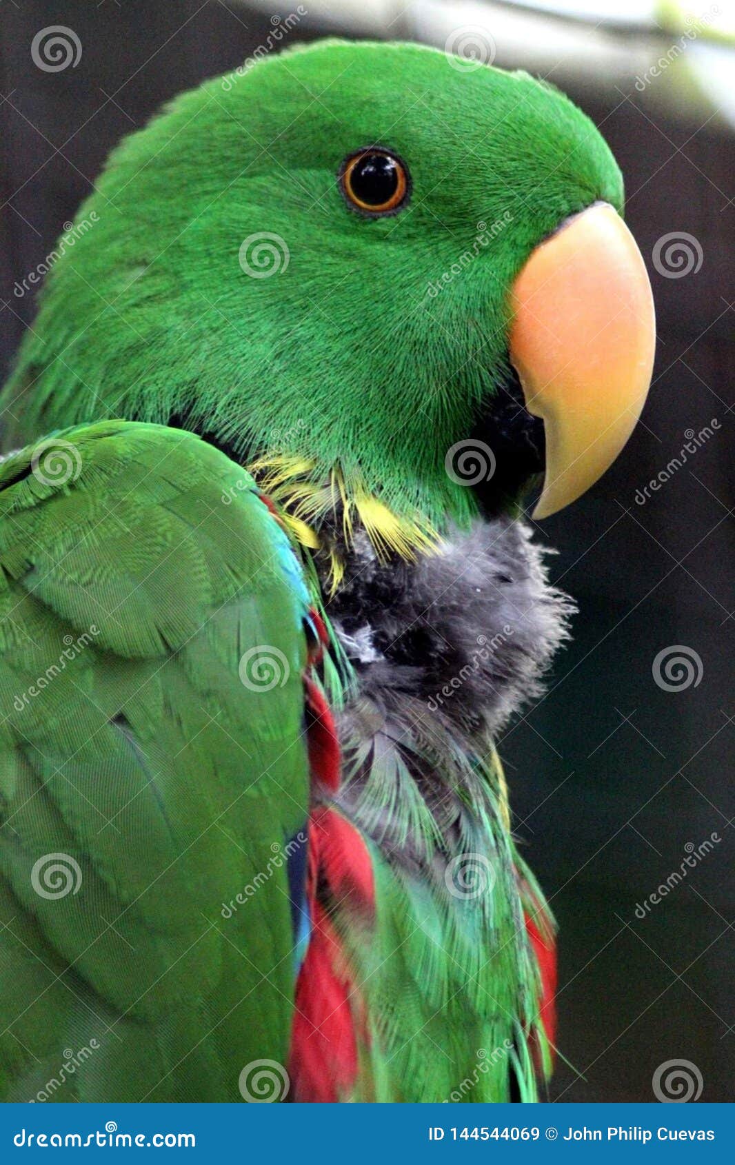 Philippine Parrot stock image. Image of philippine, parrot - 144544069