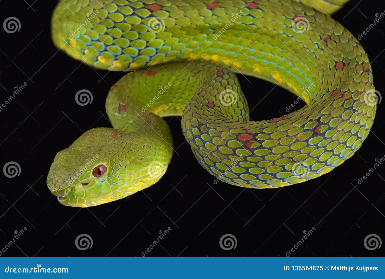 Philippine Pit Viper Trimeresurus Flavomaculatus Royalty-Free Stock ...