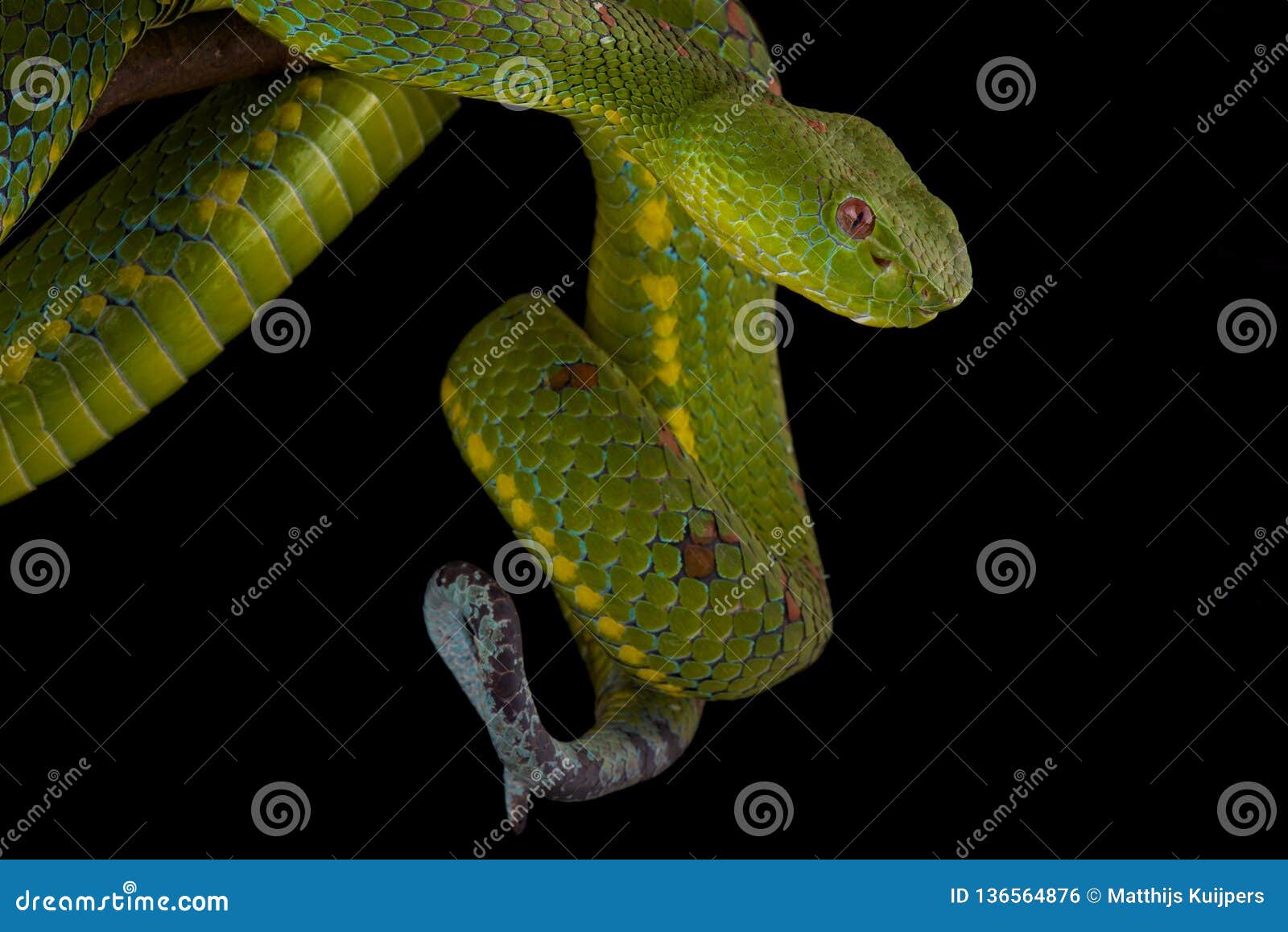 Philippine Pit Viper Trimeresurus Flavomaculatus Stock Photo - Image of ...