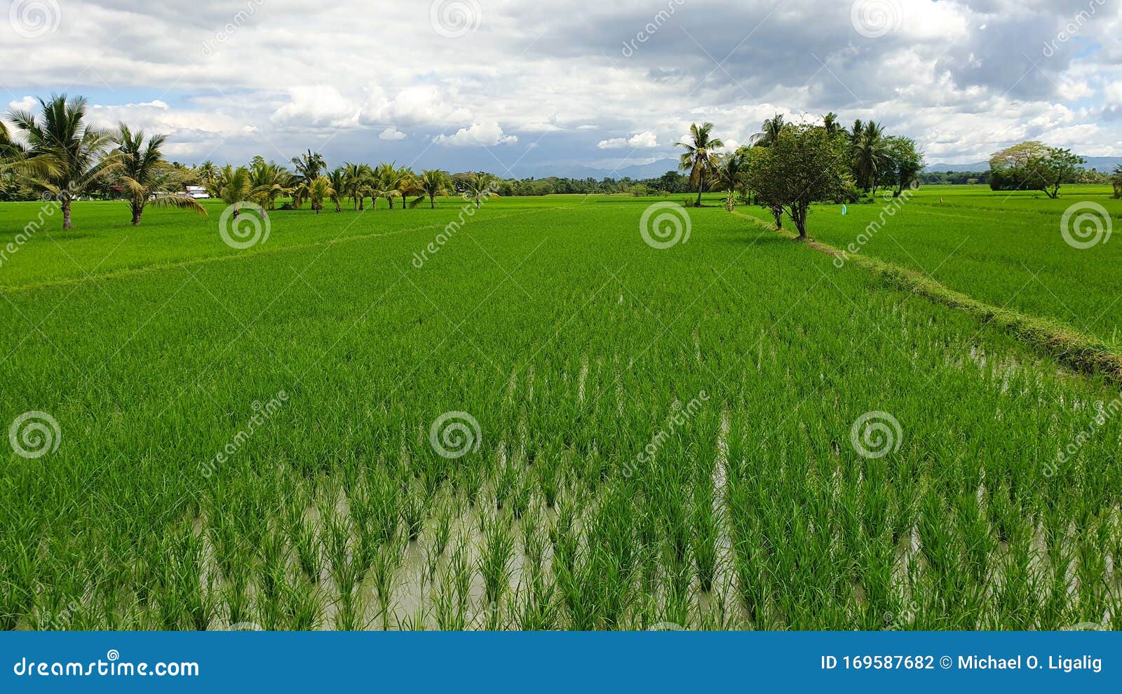 Philippine Rice Field Farm stock photo. Image of food - 169587682