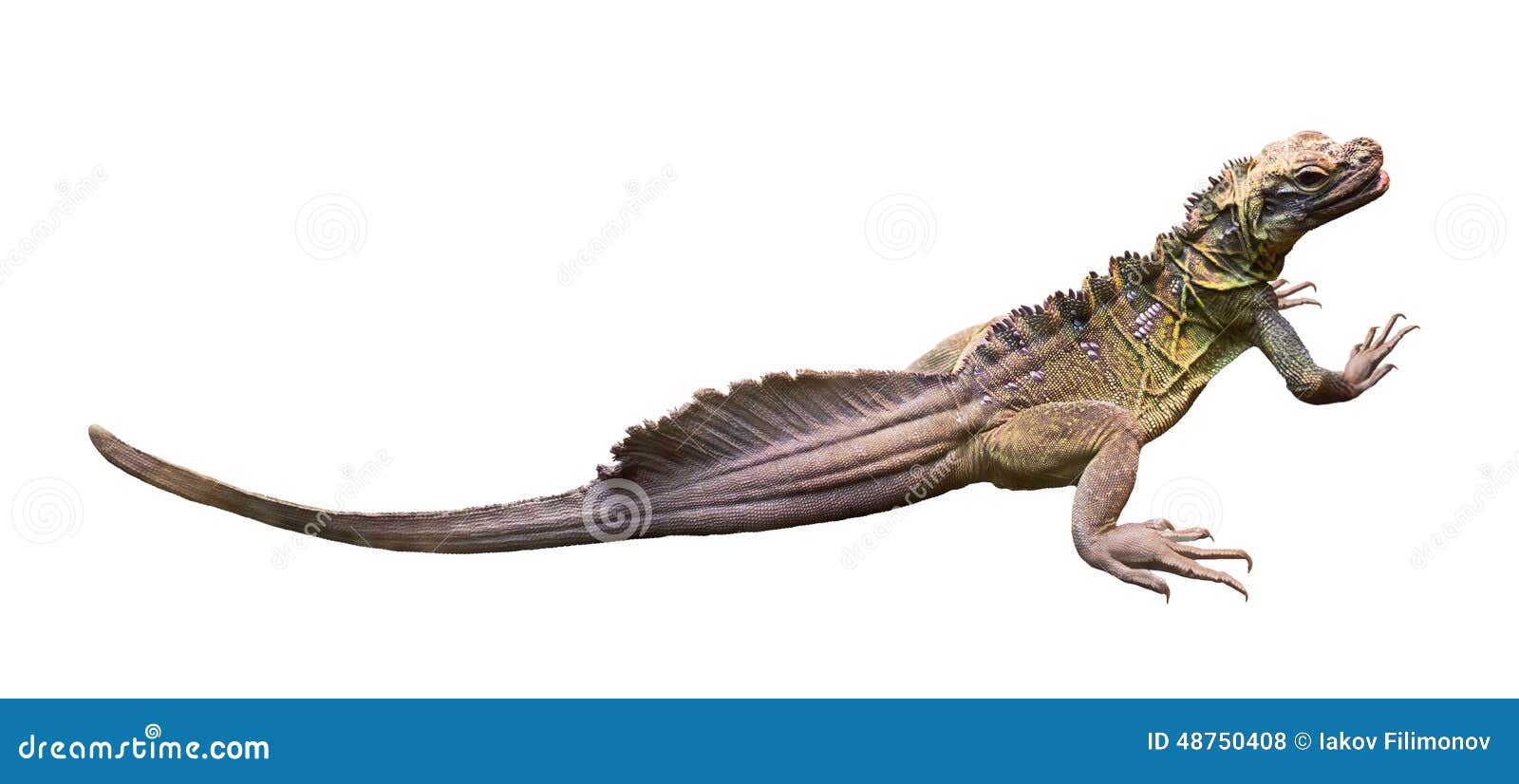 Philippine Sailfin Lizard, Crested Lizard, Sail-fin Lizard, Sailfin ...
