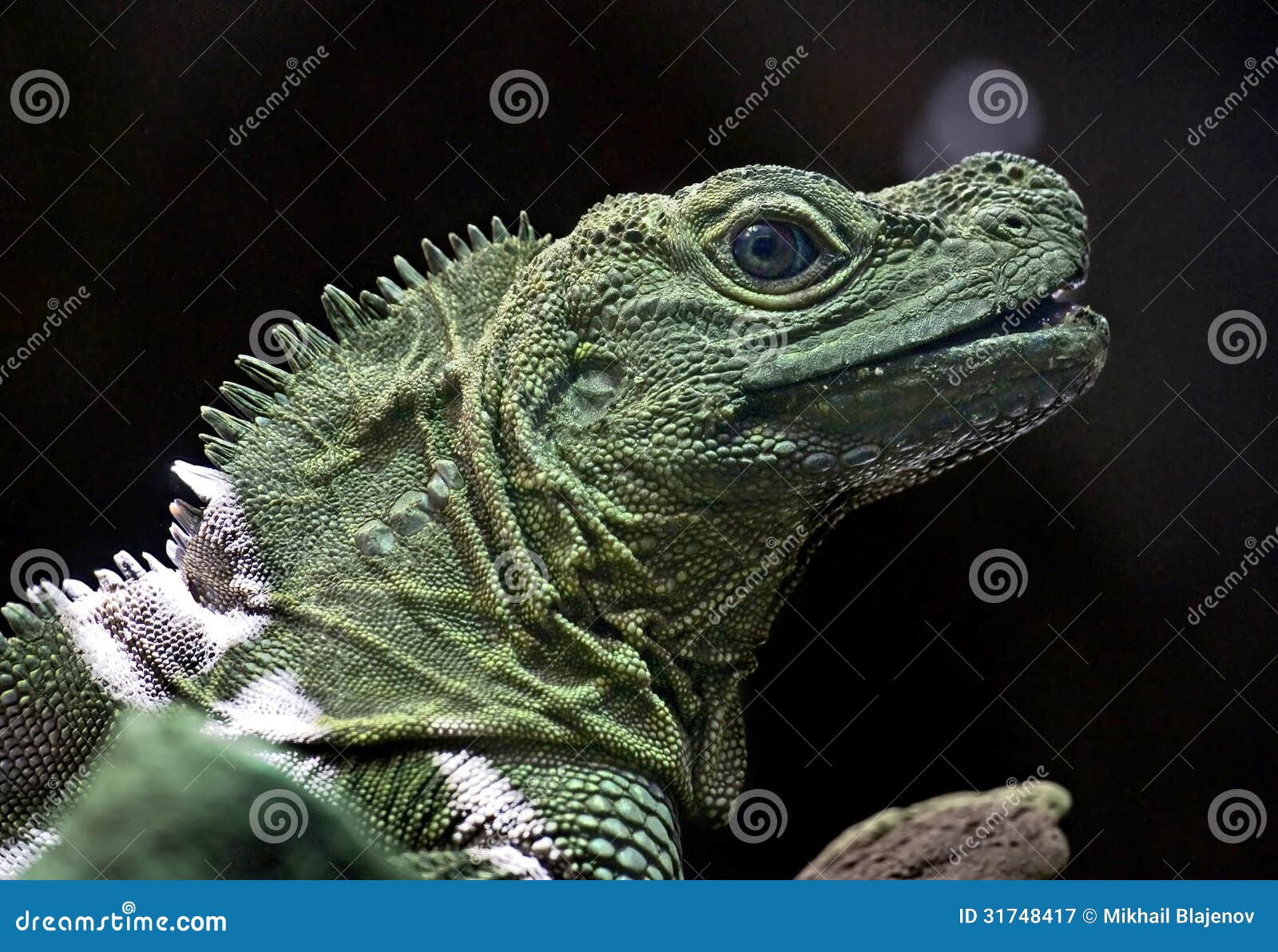 Philippine Sailfin Lizard 1 Stock Image - Image of strange, zoology ...