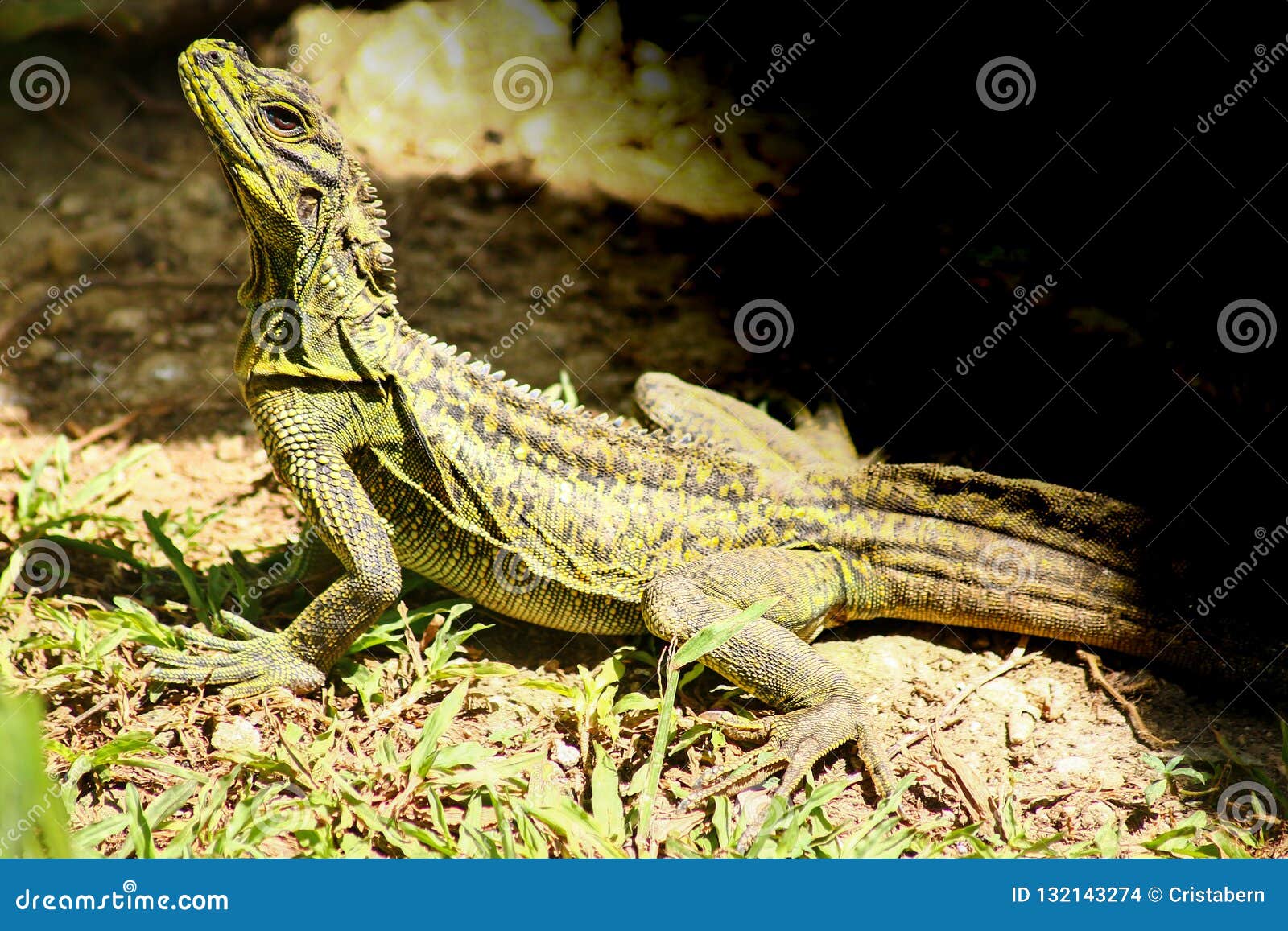 Philippine Sailfin Lizard stock photo. Image of ecotourism - 132143274
