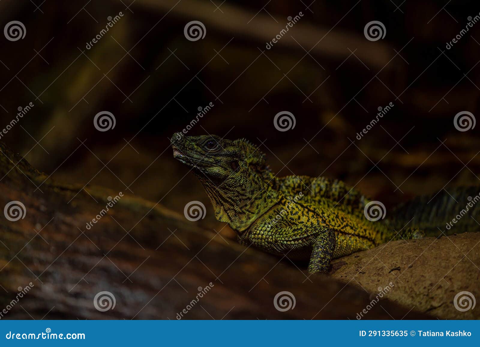 Philippine Sailfin Lizard, Crested Lizard, Sail-fin Lizard, Sailfin ...