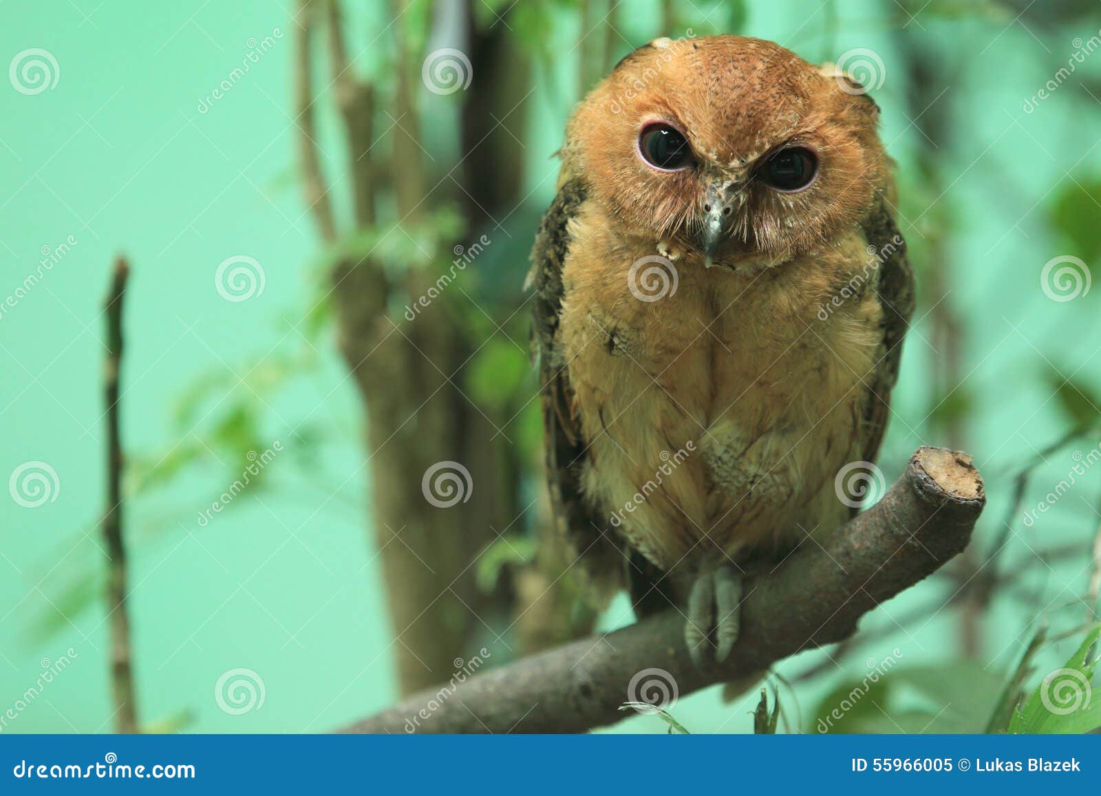 Philippine Scops Owl Royalty-Free Stock Photography | CartoonDealer.com ...