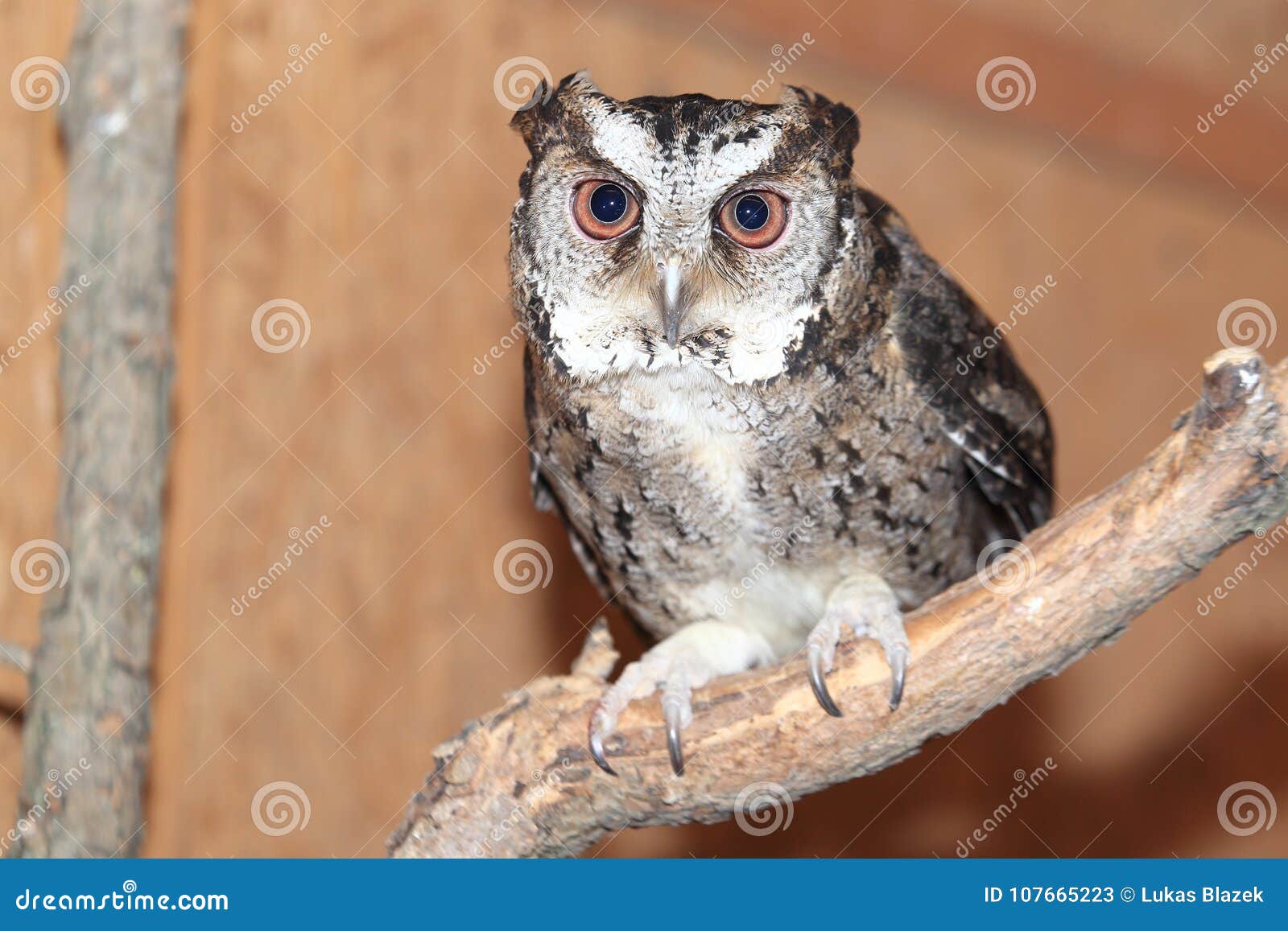 Philippine scops owl stock image. Image of sitting, asian - 107665223