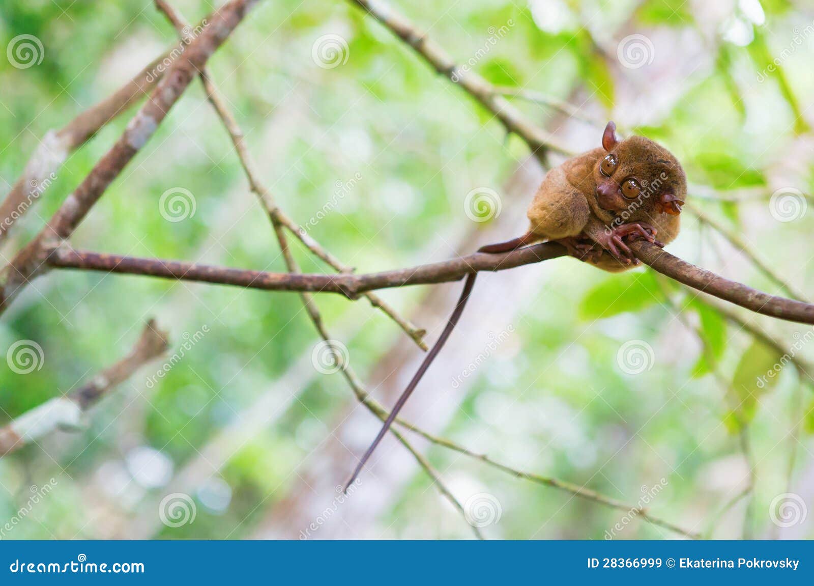 Philippine tarsier stock image. Image of environment - 28366999