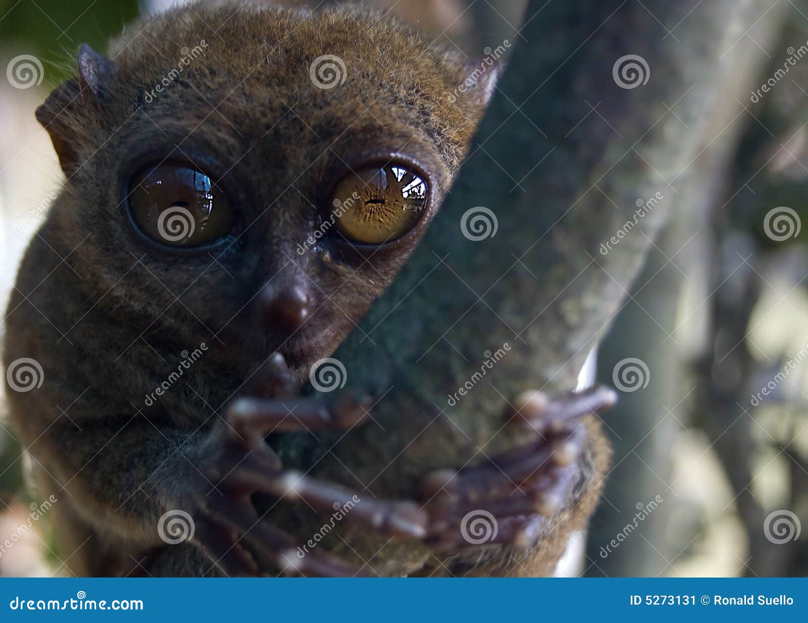 Philippine Tarsier Picture. Image: 5273131