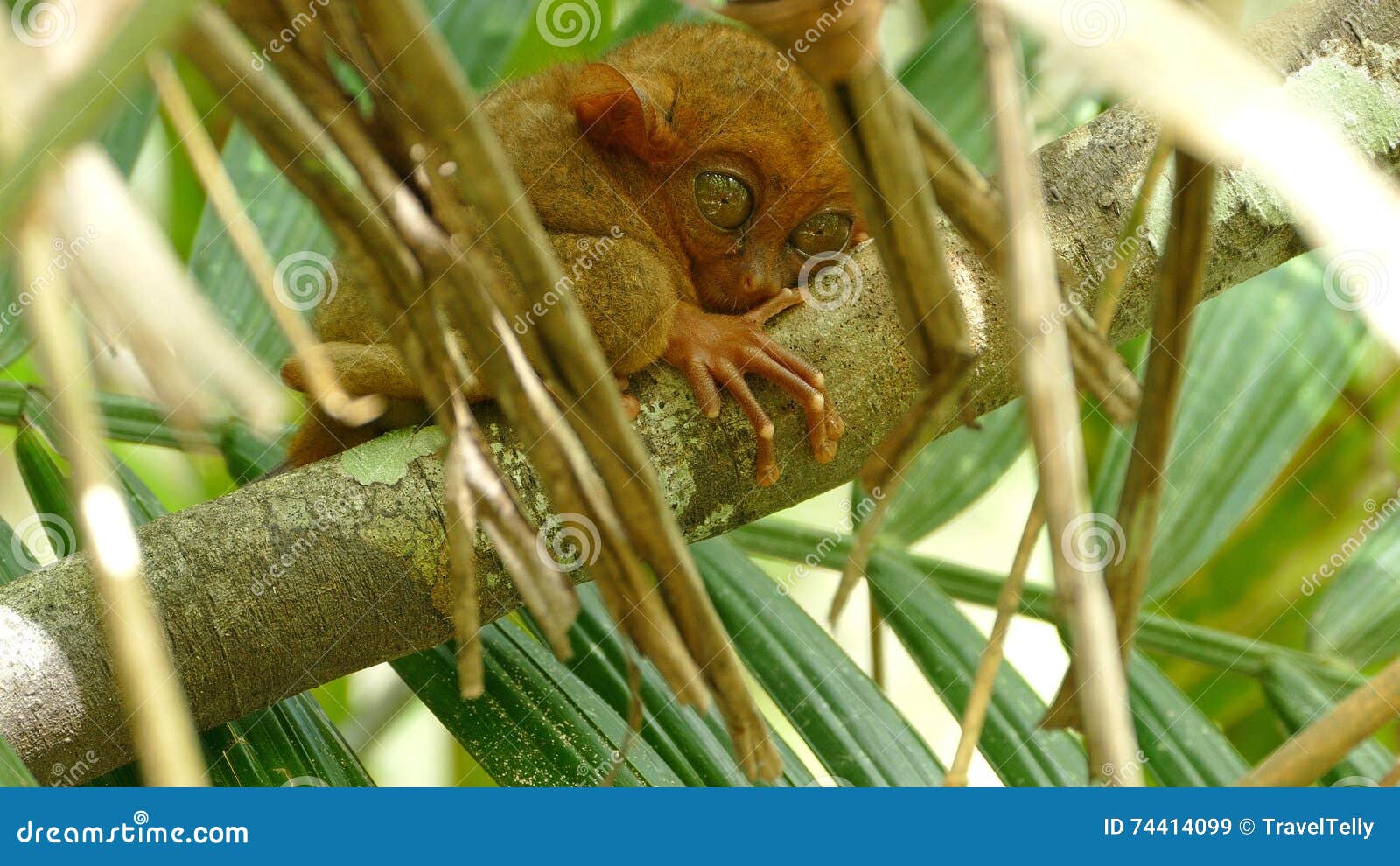 Sleeping Tarsier Or Tarsius Syrichta On The Tree In Tarsier Sanctuary Of Bohol Island ...