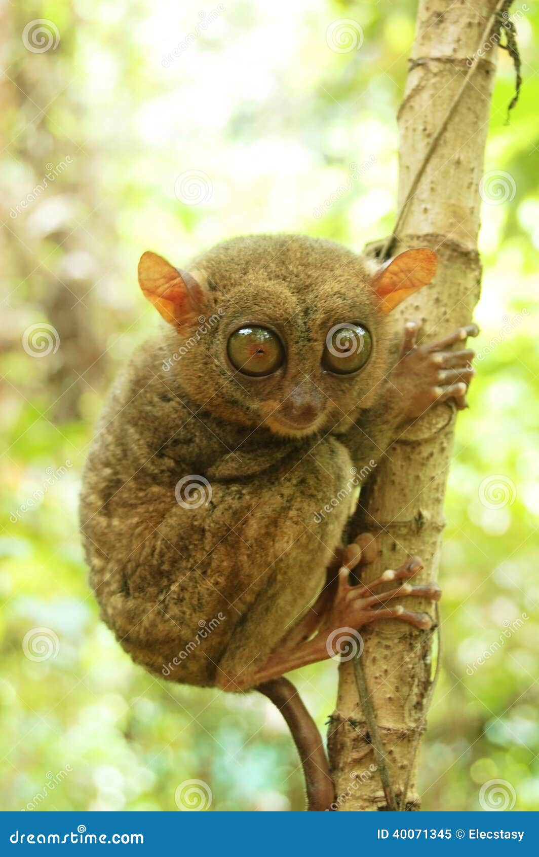 Philippine tarsier stock image. Image of asia, alien - 40071345