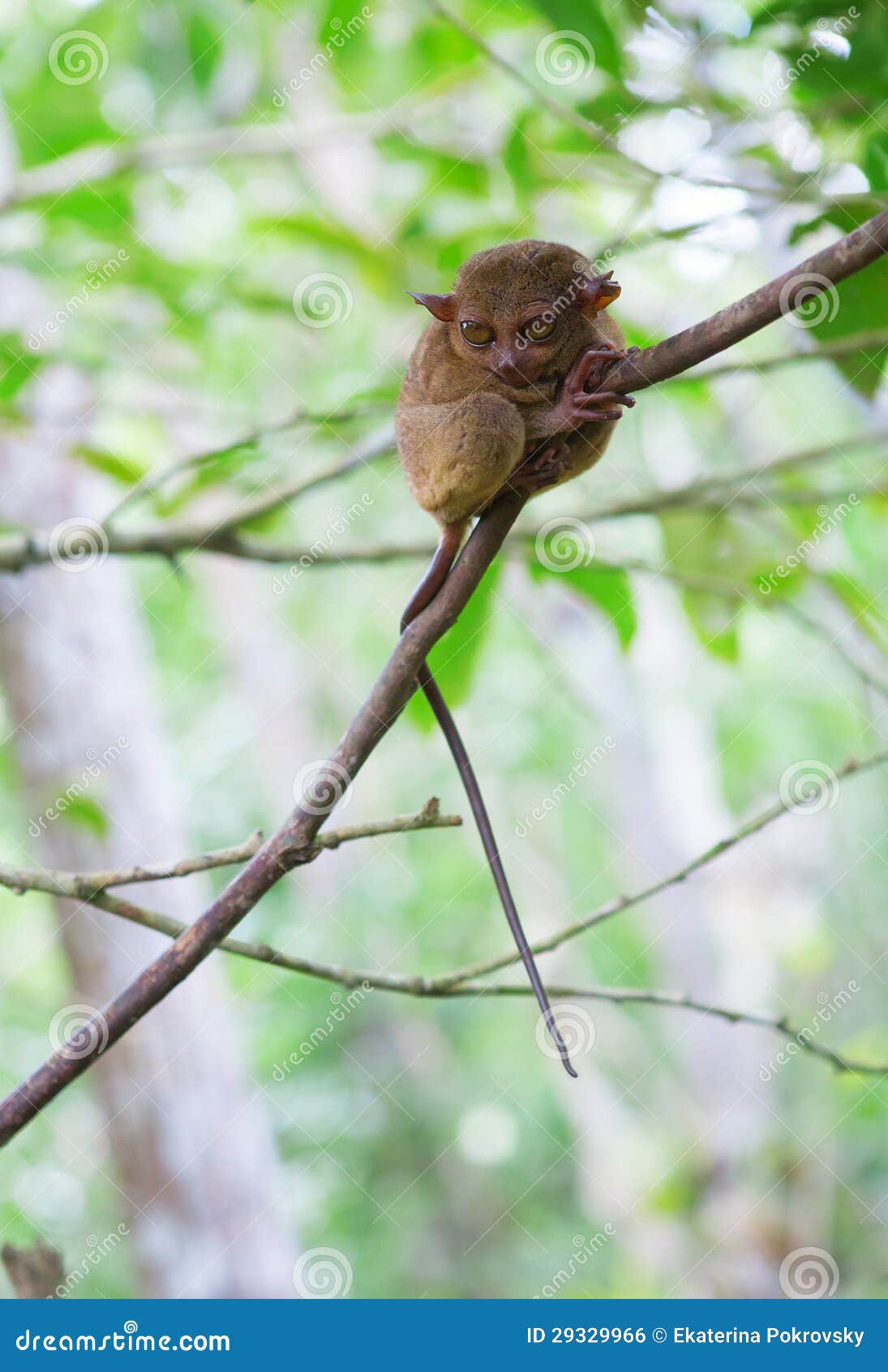 Tarsier Monkey Tail
