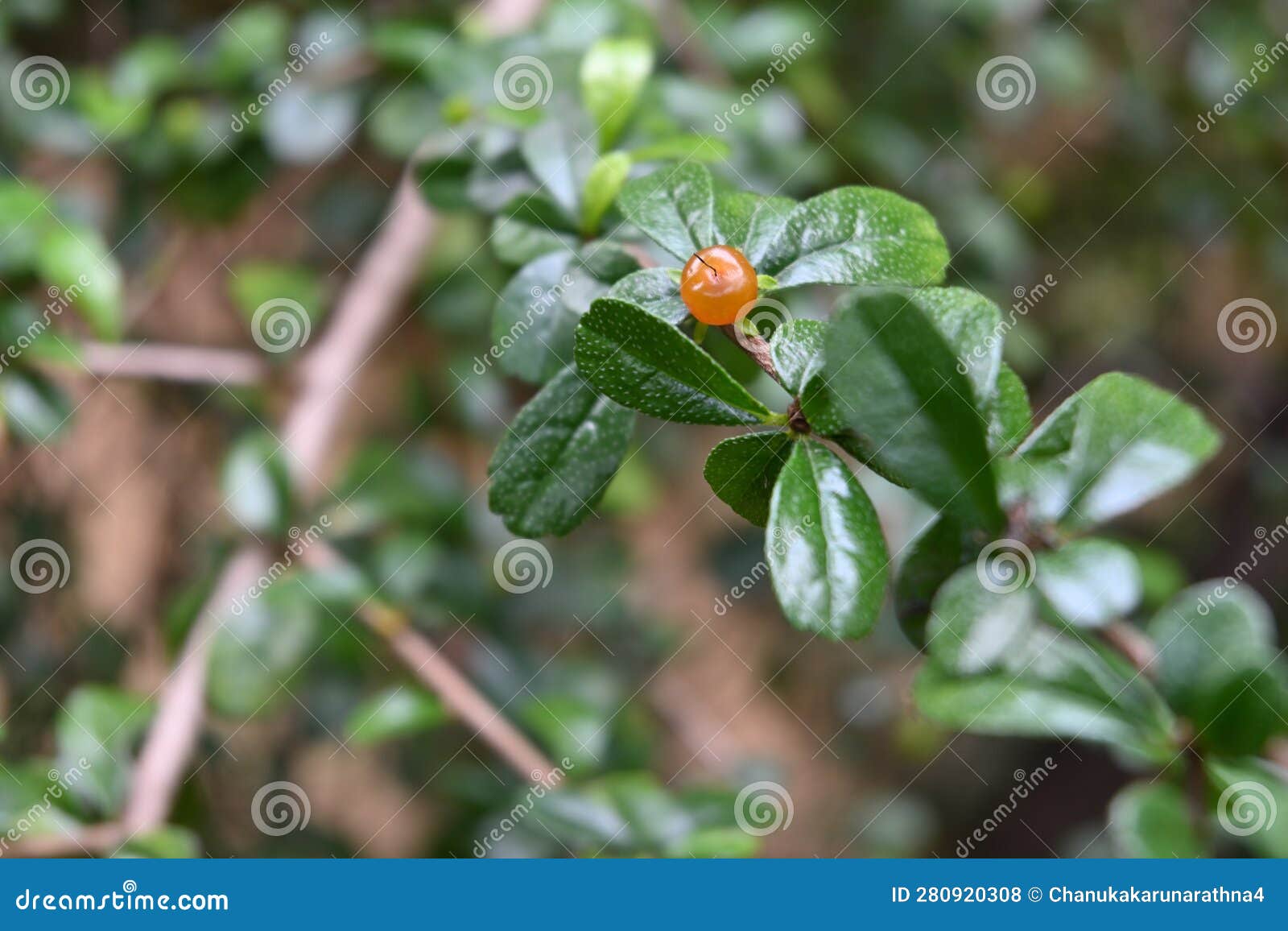 Ehretia Microphylla, Synonym Carmona Retusa, Also Known As The Fukien ...