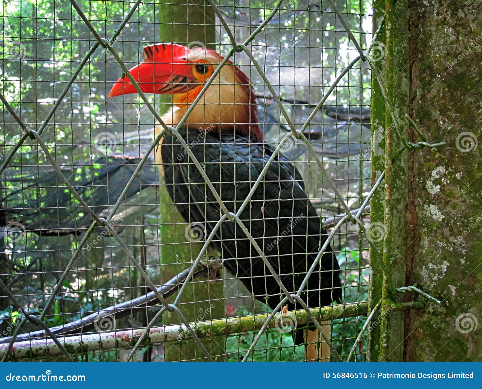 Philippine Toucan Inside Cage Stock Photo - Image of creature ...