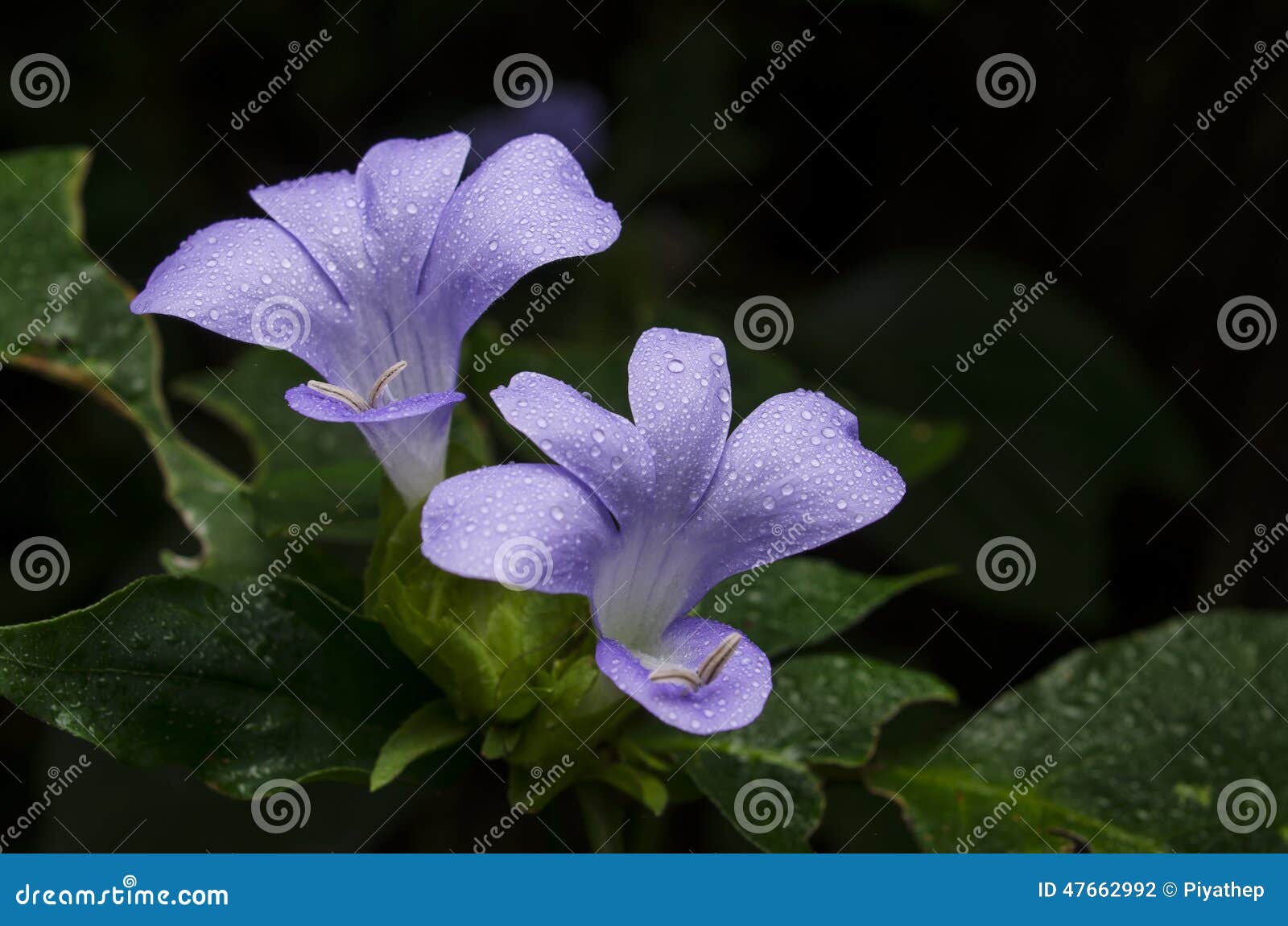 Philippine violet flower stock photo. Image of crested - 47662992