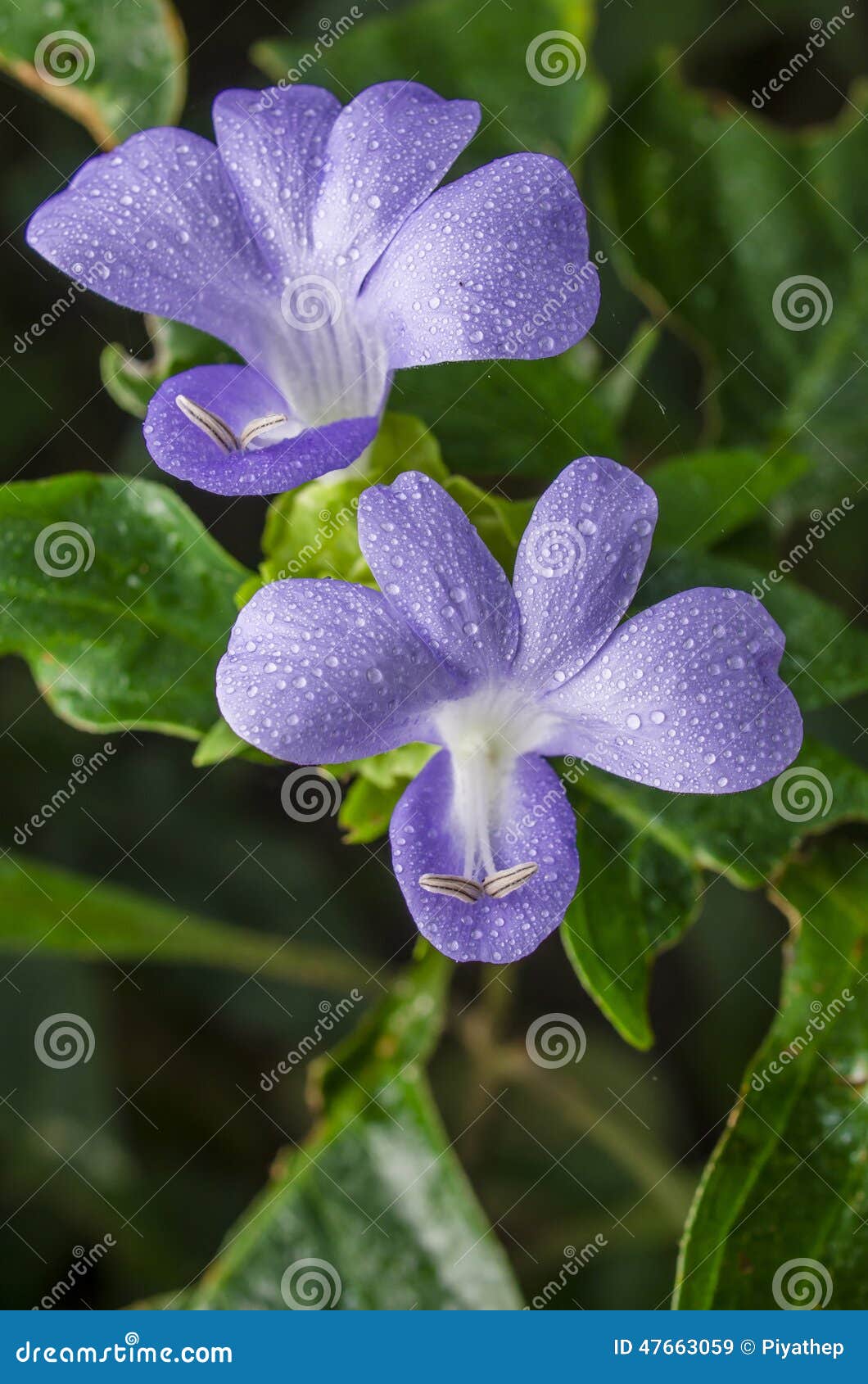 Philippine violet flower stock image. Image of violet - 47663059