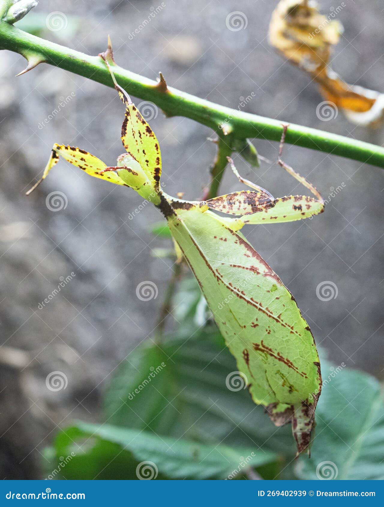 Phyllium Philippinicum, Aka Leaf Insect Is An Insect In The Order Of ...