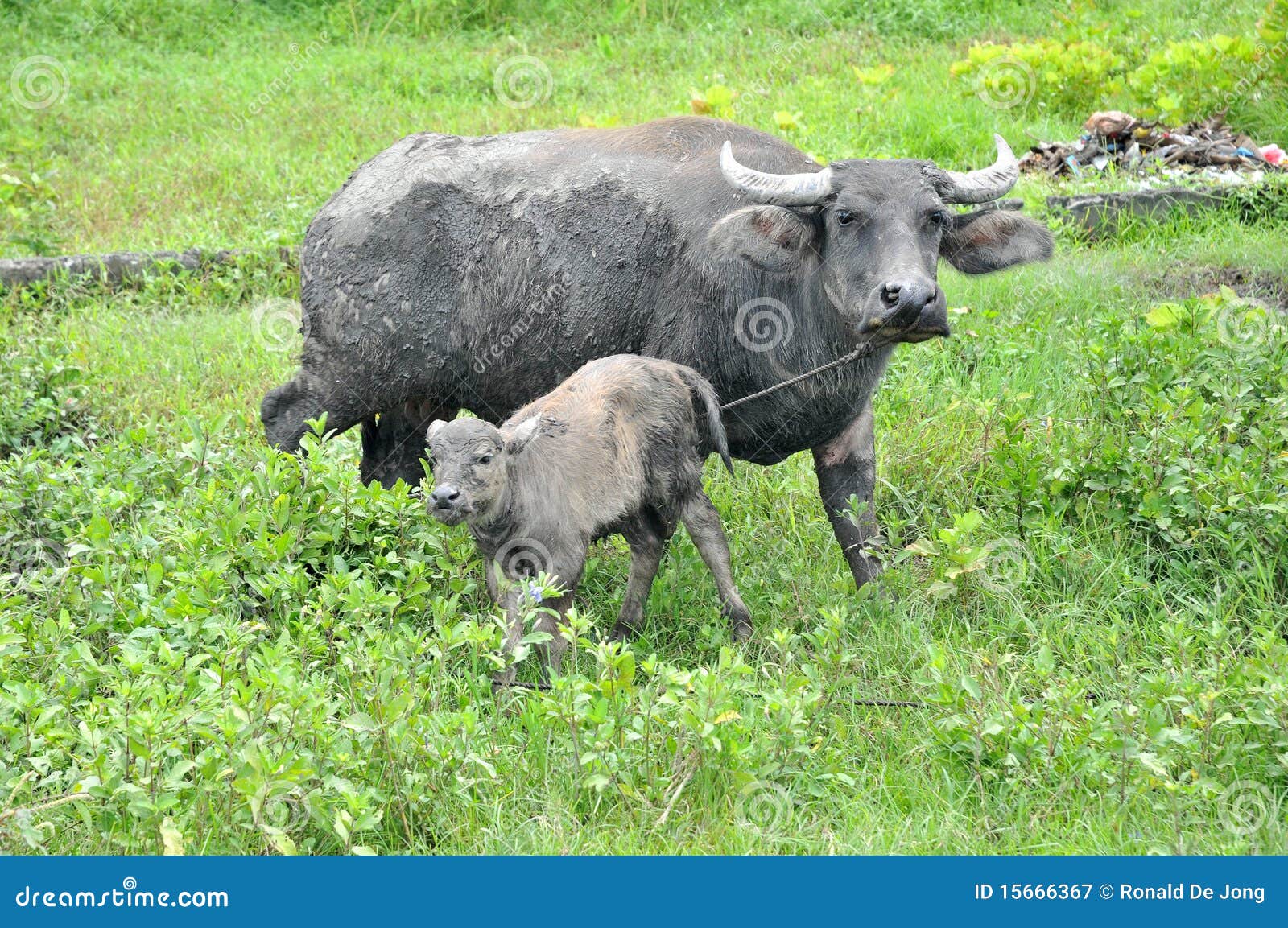 Carabao Stock Image | CartoonDealer.com #16382743