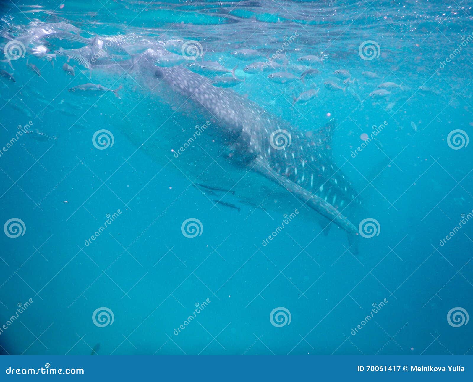 Oslob Whale Shark Watching In Philippines, Cebu Island. People ...