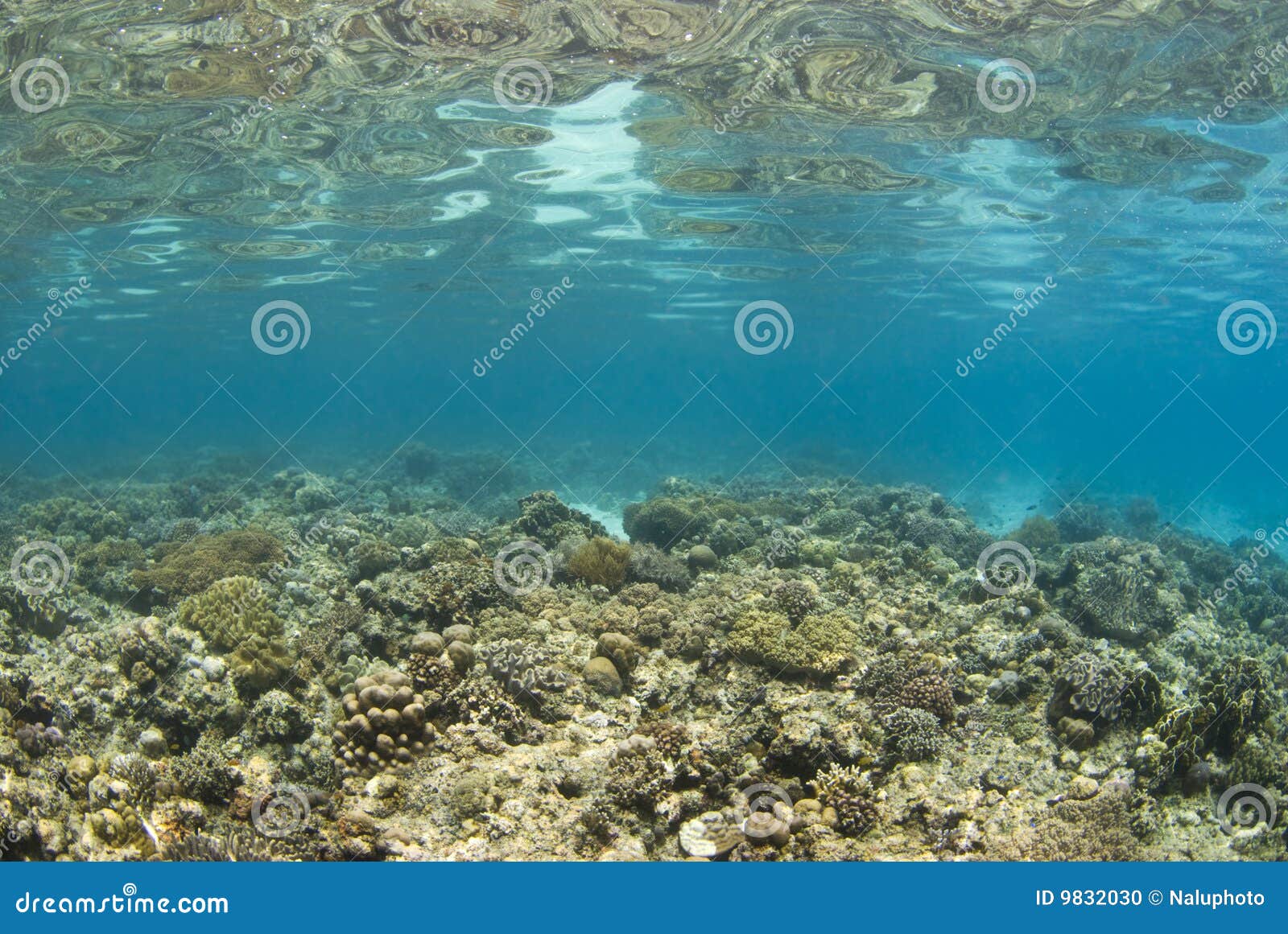 Reefscape Stock Photography | CartoonDealer.com #48141566