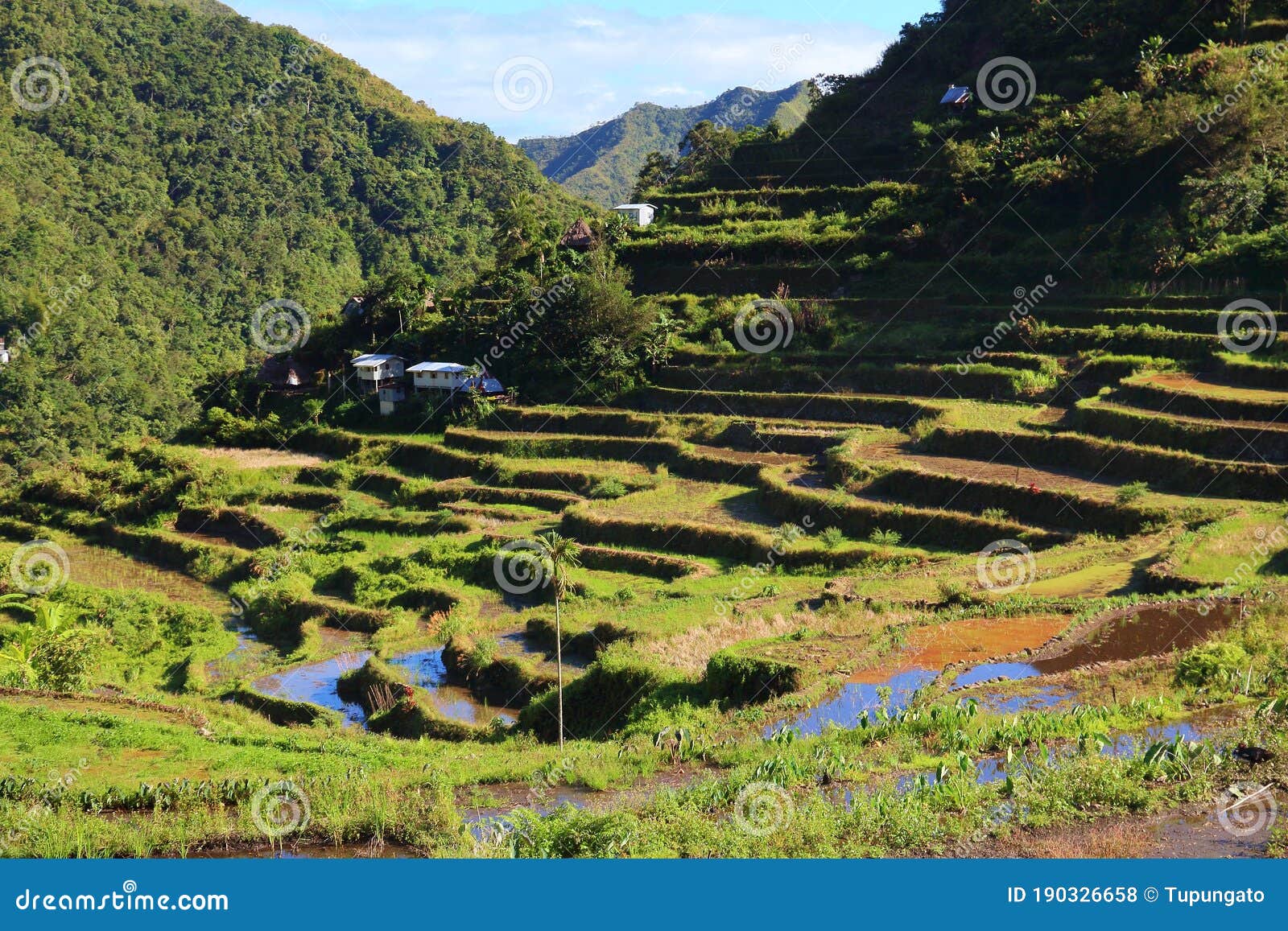 Philippines rice fields stock photo. Image of terrace - 190326658