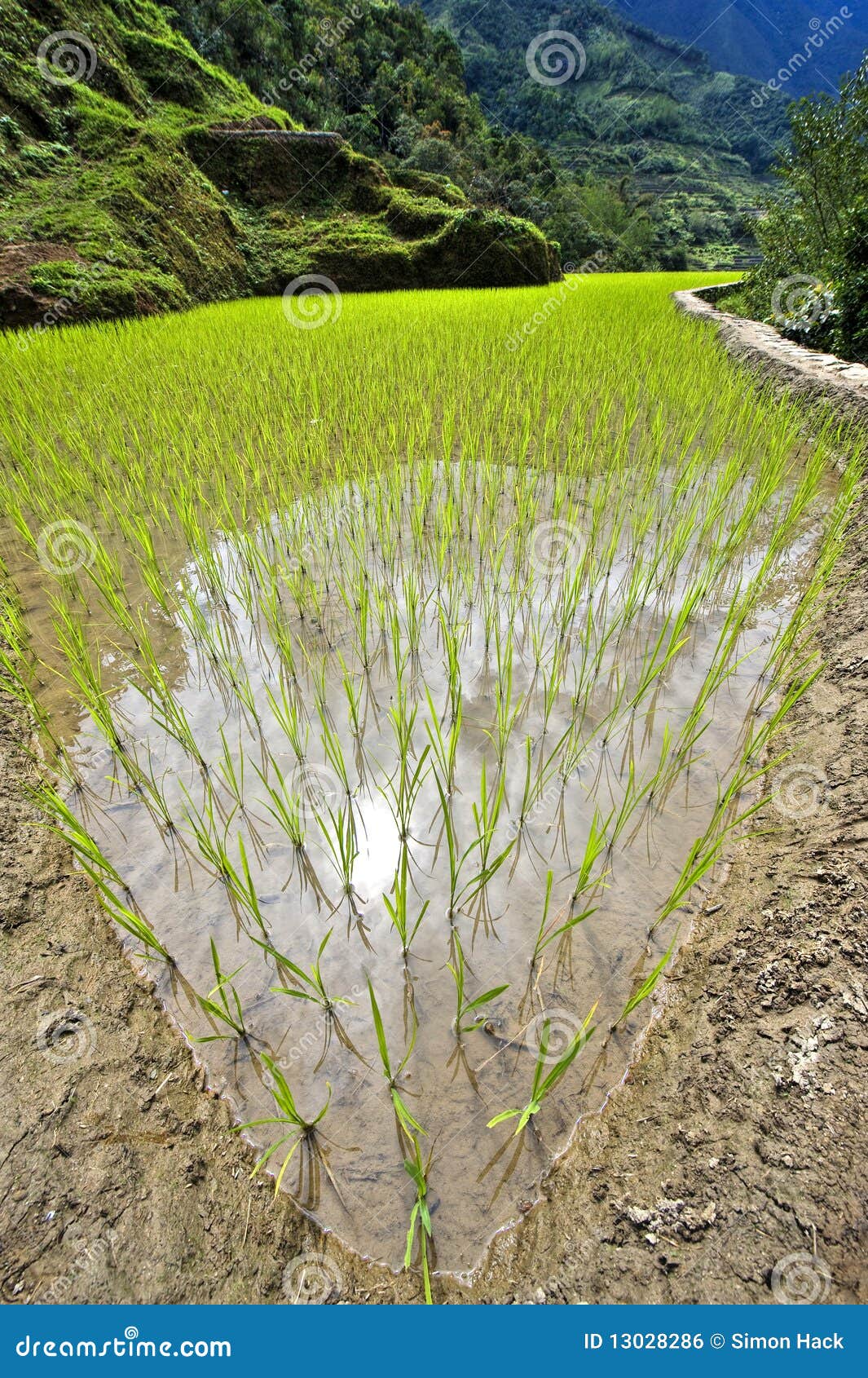 Philippines rice seedlings stock photo. Image of paddies - 13028286