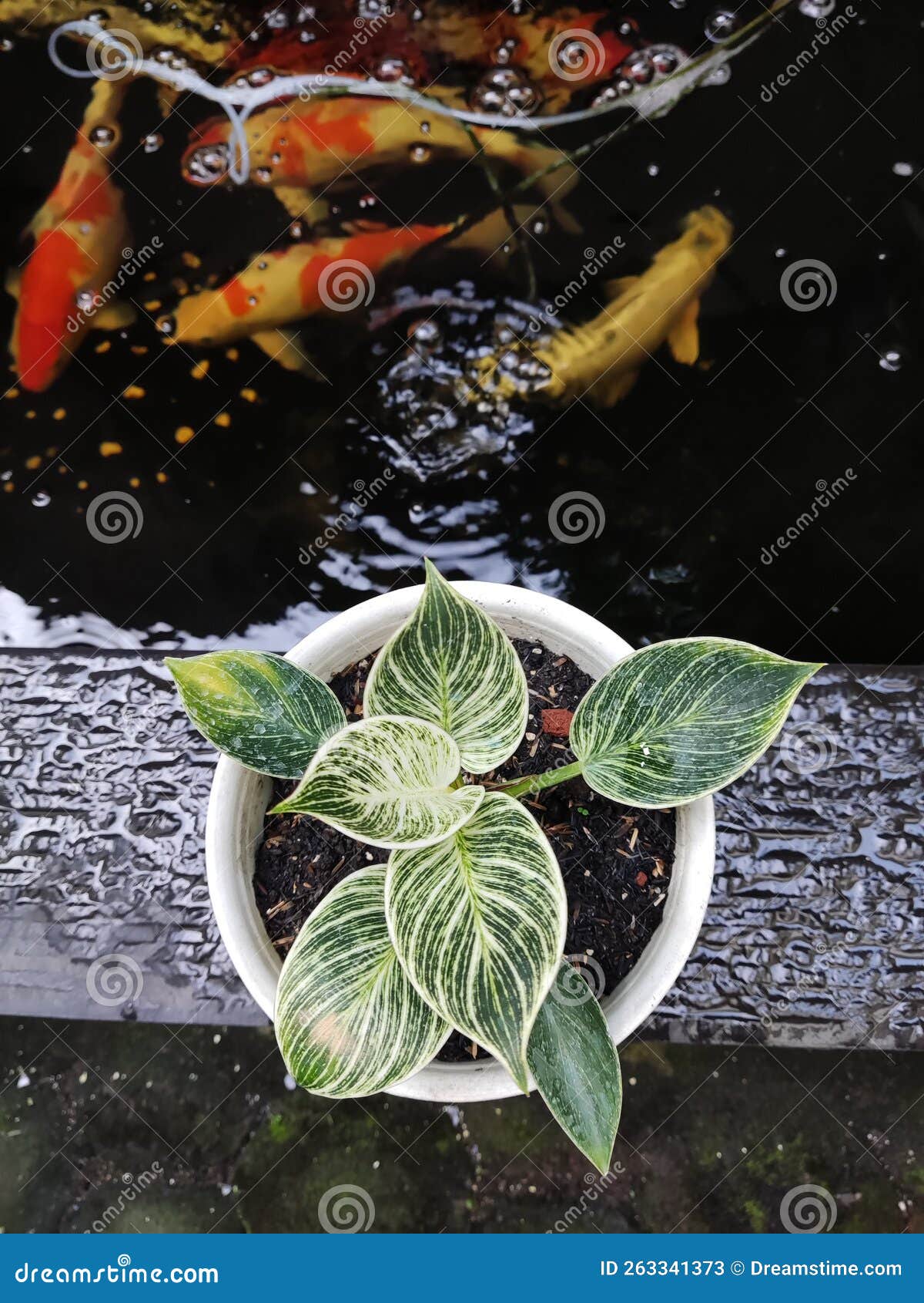 Philo birkin stock image. Image of garden, food, produce - 263341373