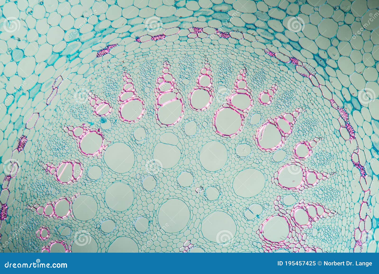 Philodendron Aerial Root in Cross Section Stock Image - Image of ...