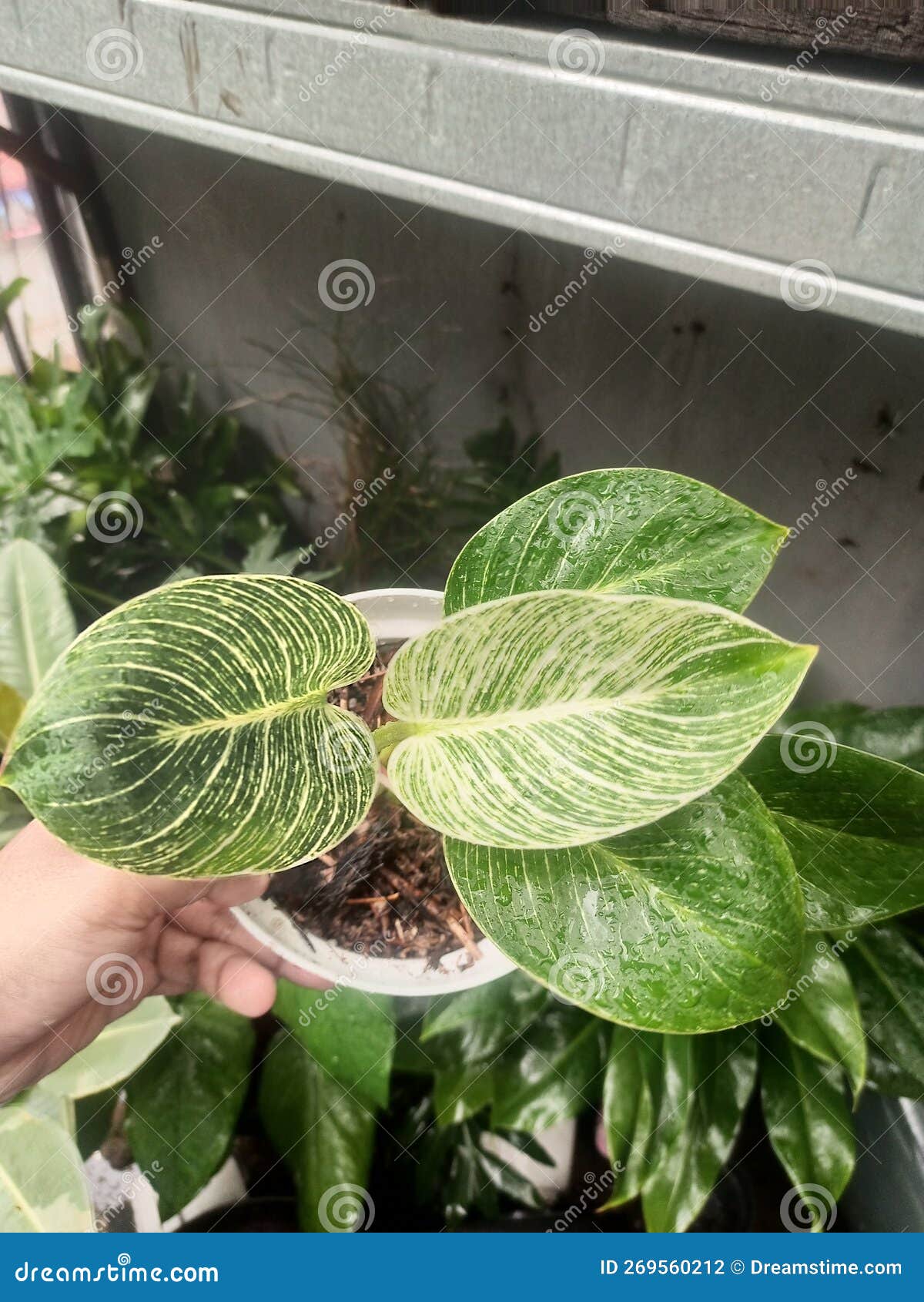 Philodendron birkin foto de archivo. Imagen de filodendro - 269560212