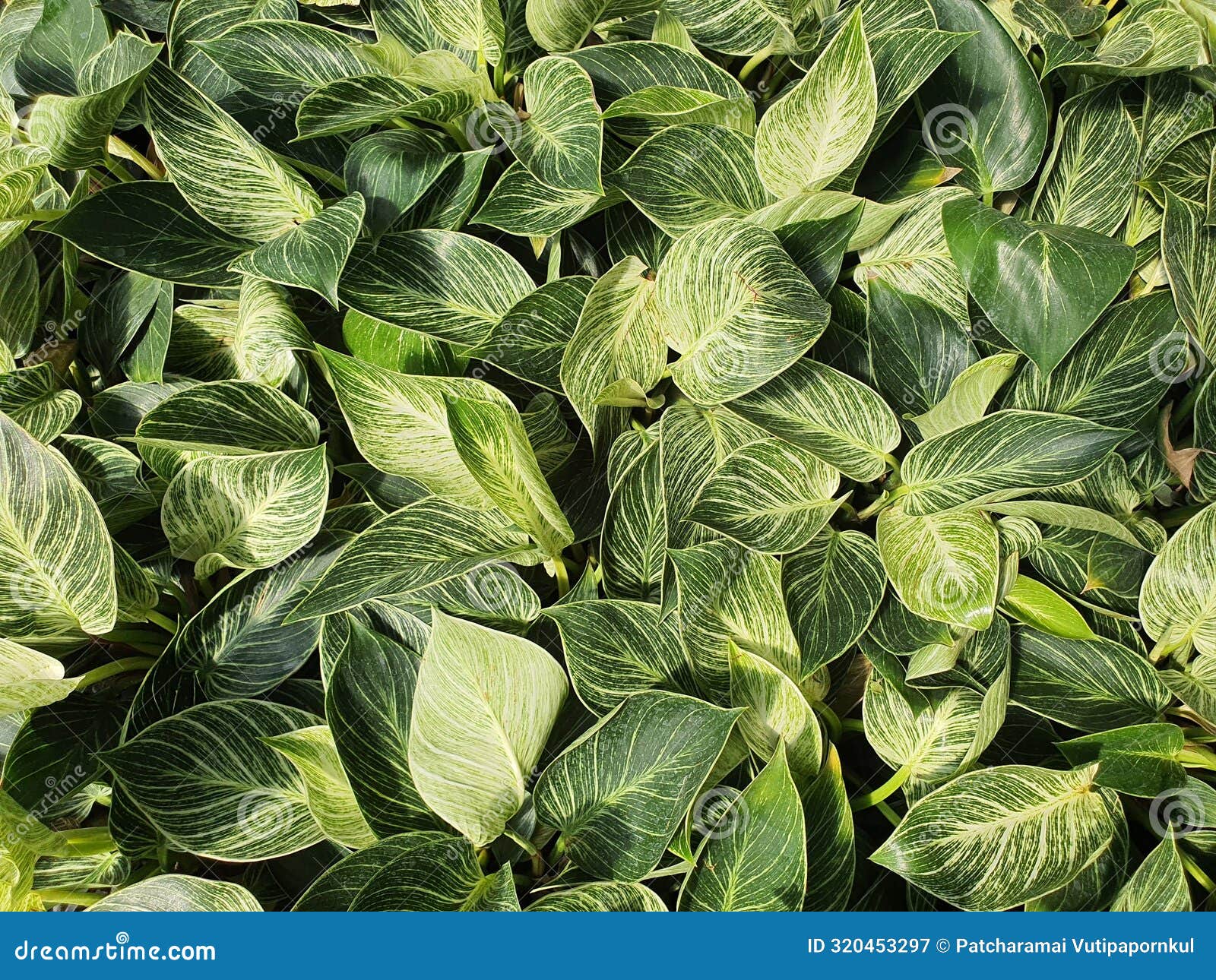 Philodendron Birkin is a Slow-growing, Compact Tree Often Grown in Pots ...