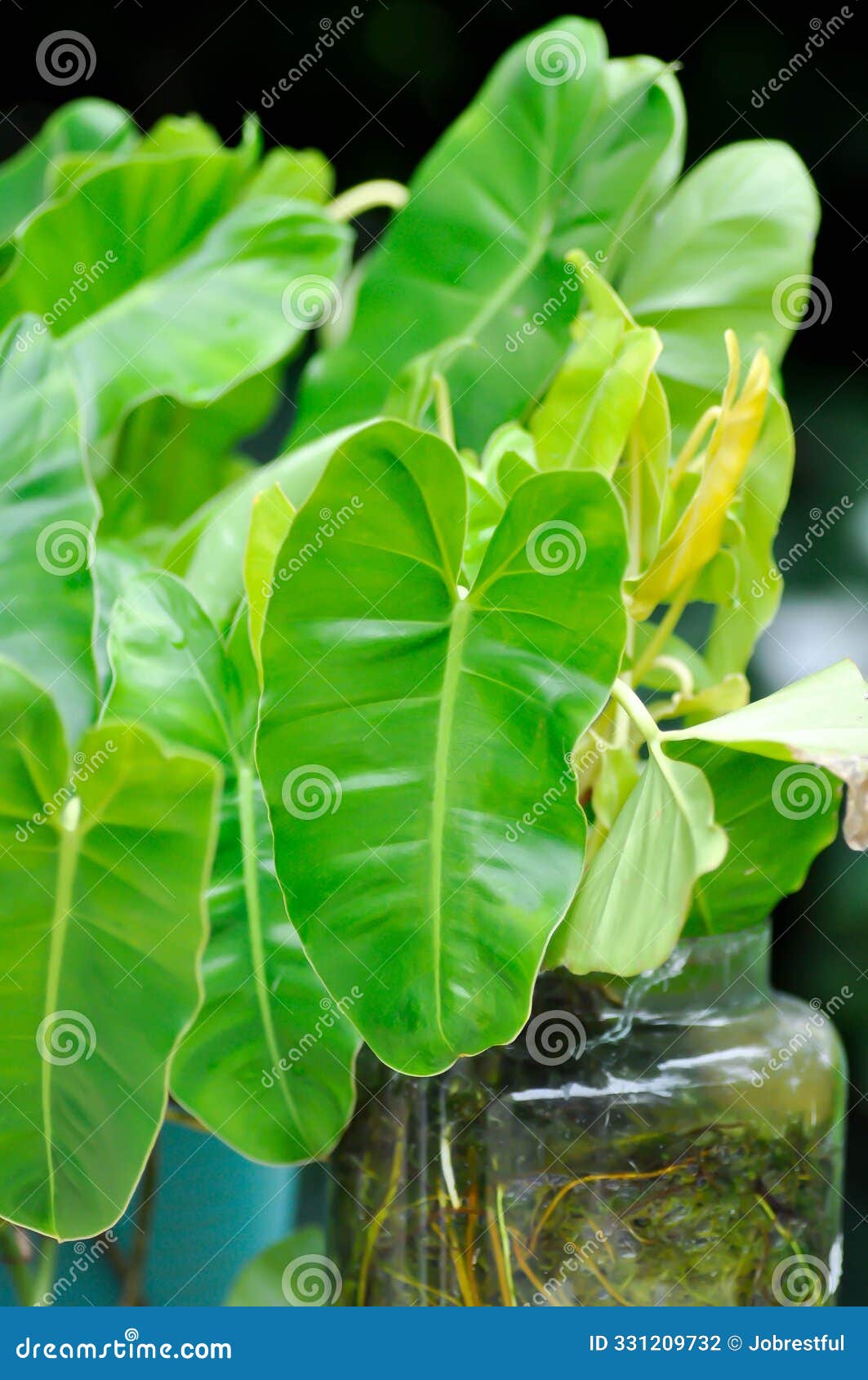 Philodendron Burle Marxii, Philodendron Or ARACEAE Stock Photo ...