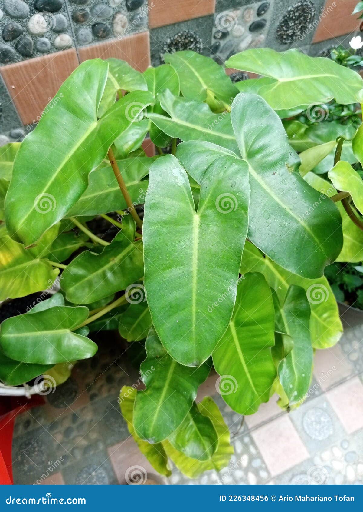 Philodendron erubescens. stock photo. Image of philodendron - 226348456
