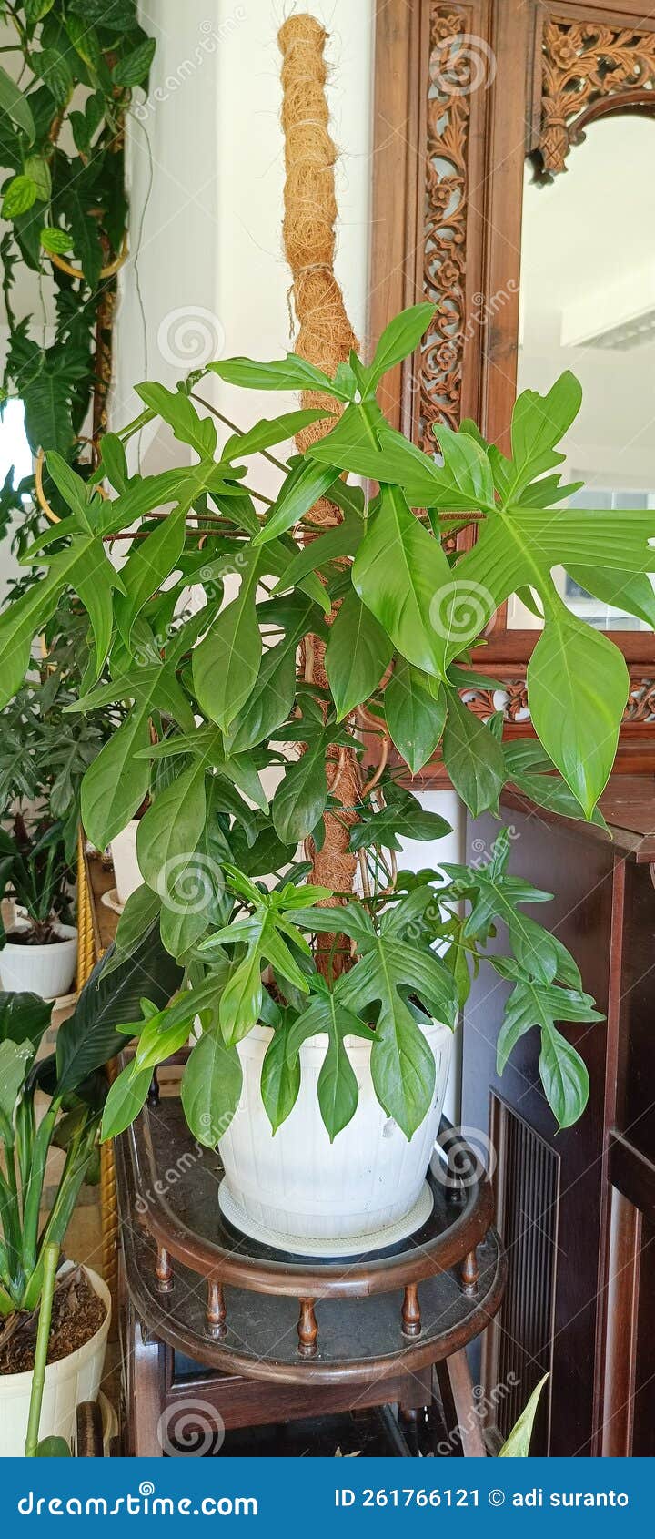 Philodendron Florida ghost stock image. Image of plants - 261766121