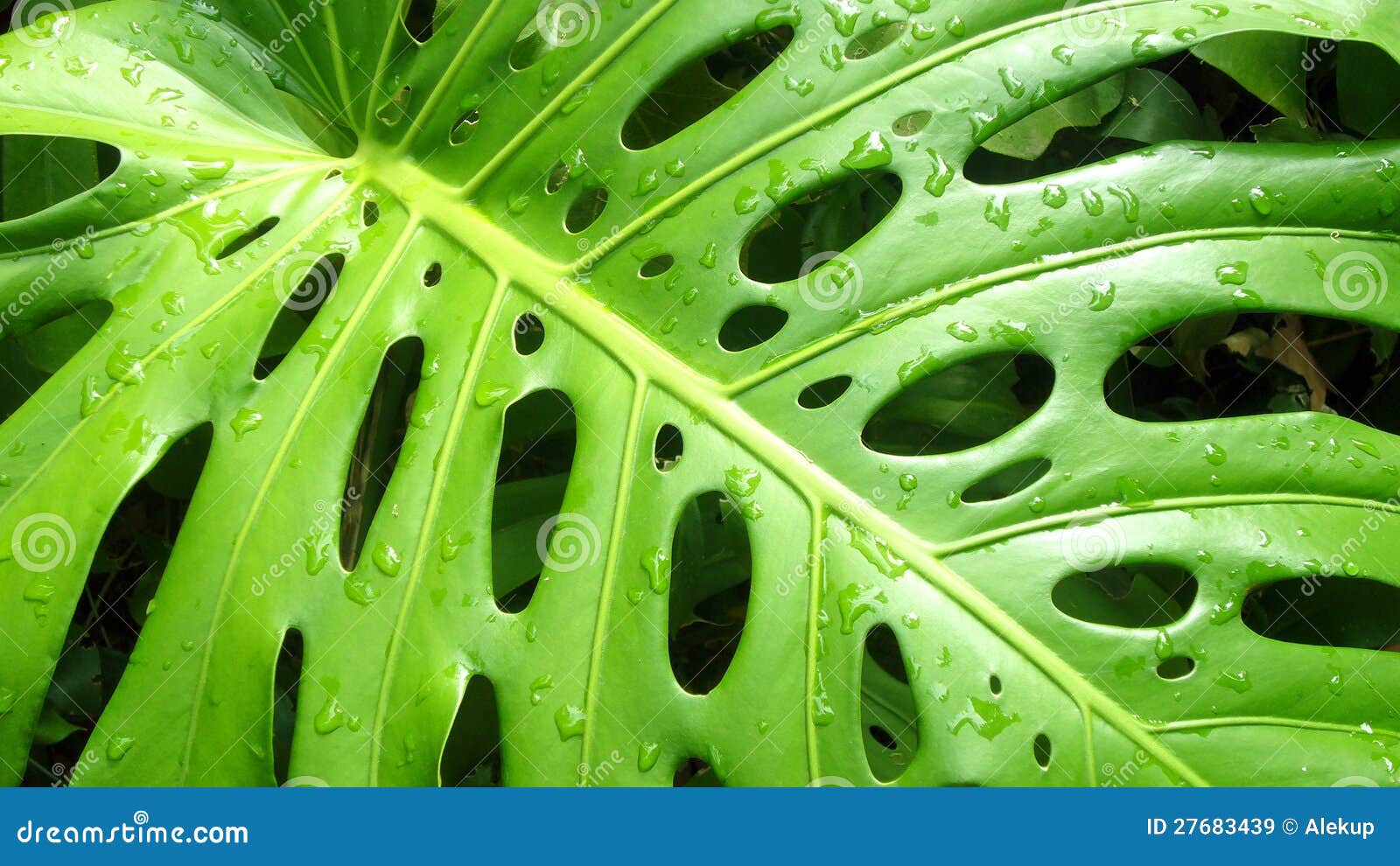 Philodendron leaf stock image. Image of color, houseplant - 27683439