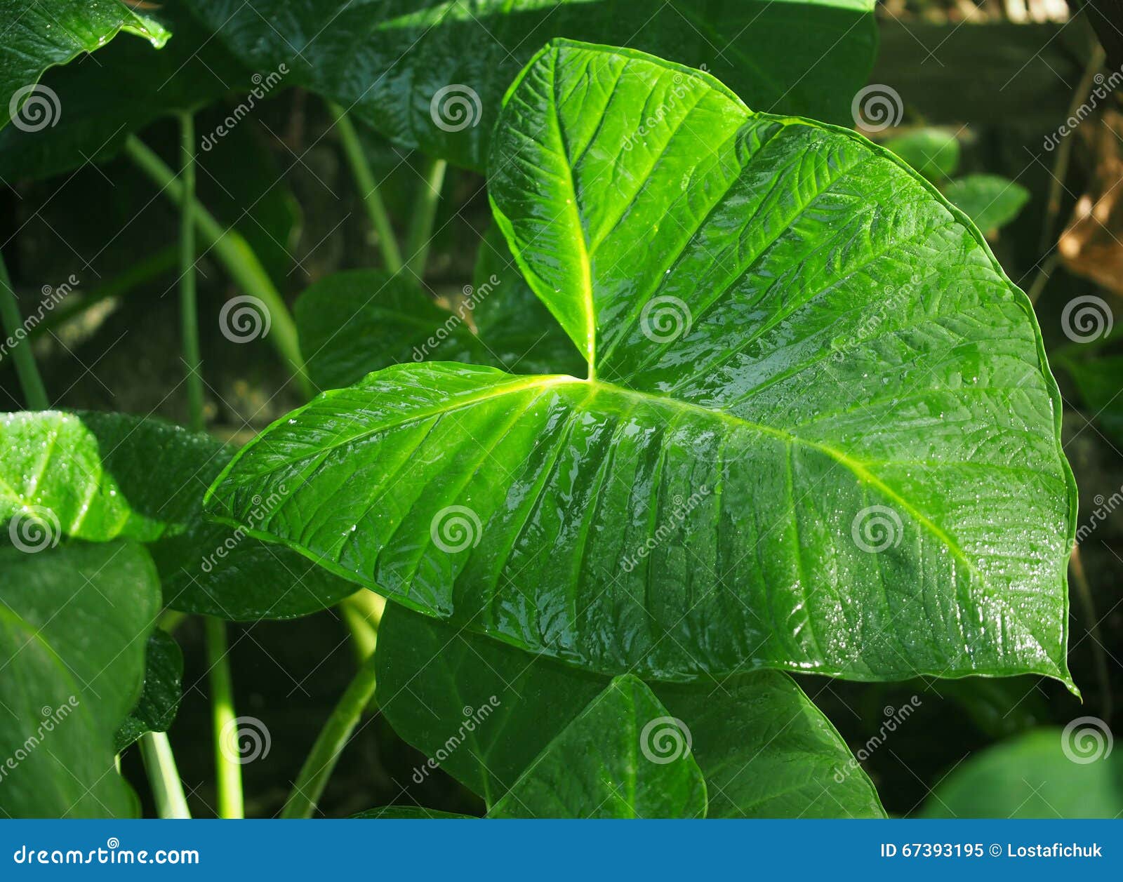 Philodendron Leaf Species `Philodendron Speciosum` Royalty-Free Stock ...