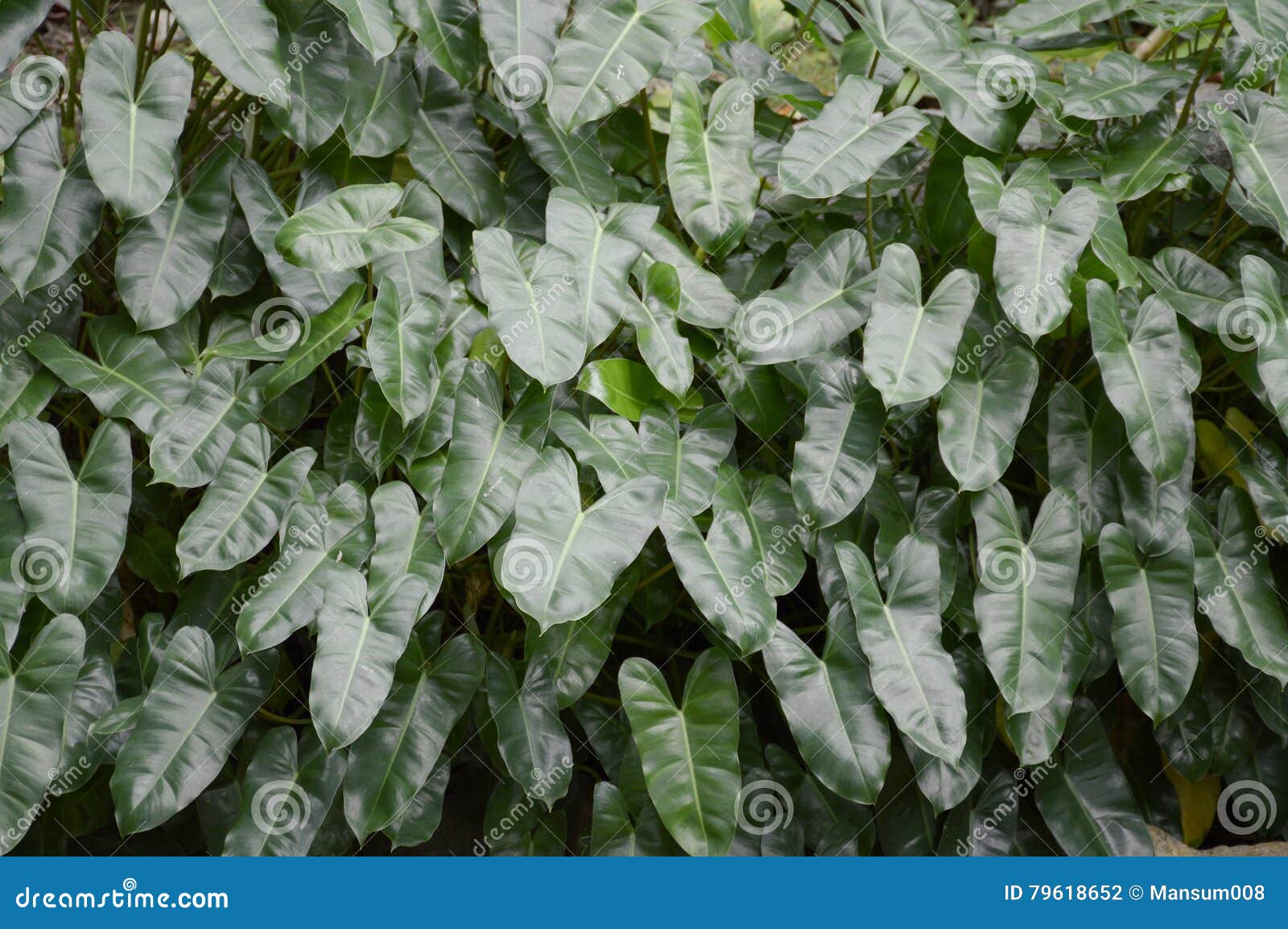 Philodendron leaves stock photo. Image of leaf, leaves - 79618652