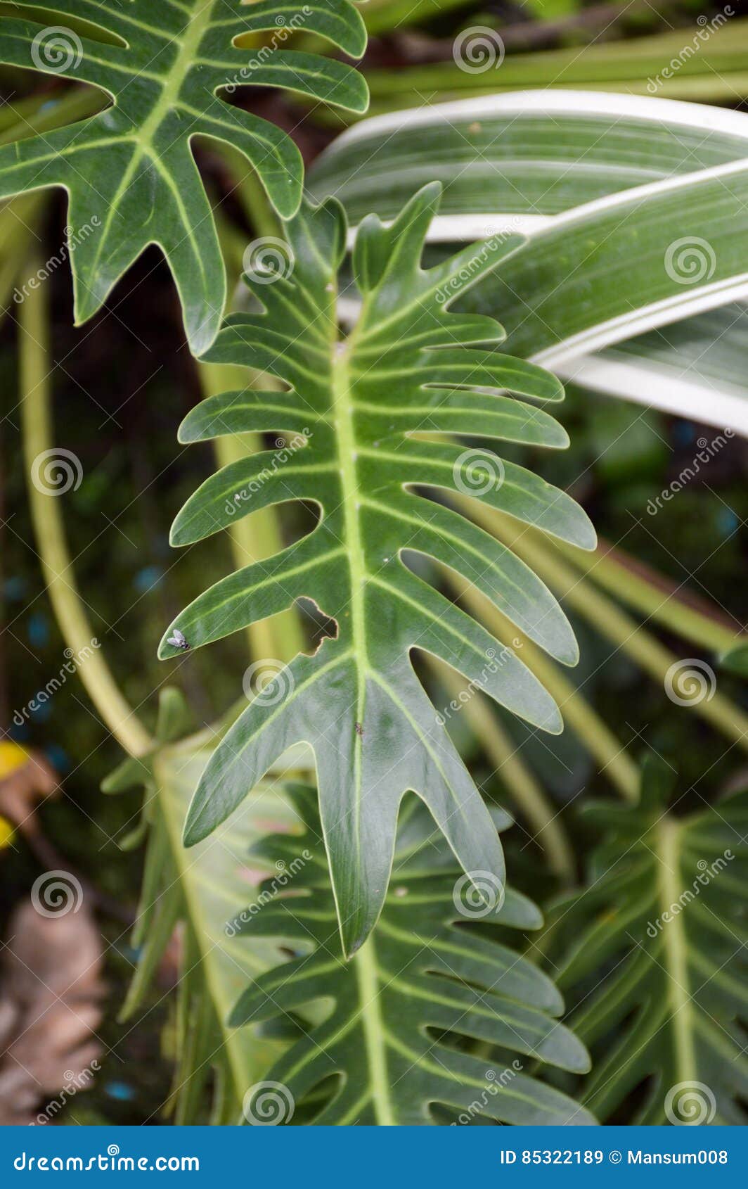 Philodendron leaves stock image. Image of fresh, philodendron - 85322189