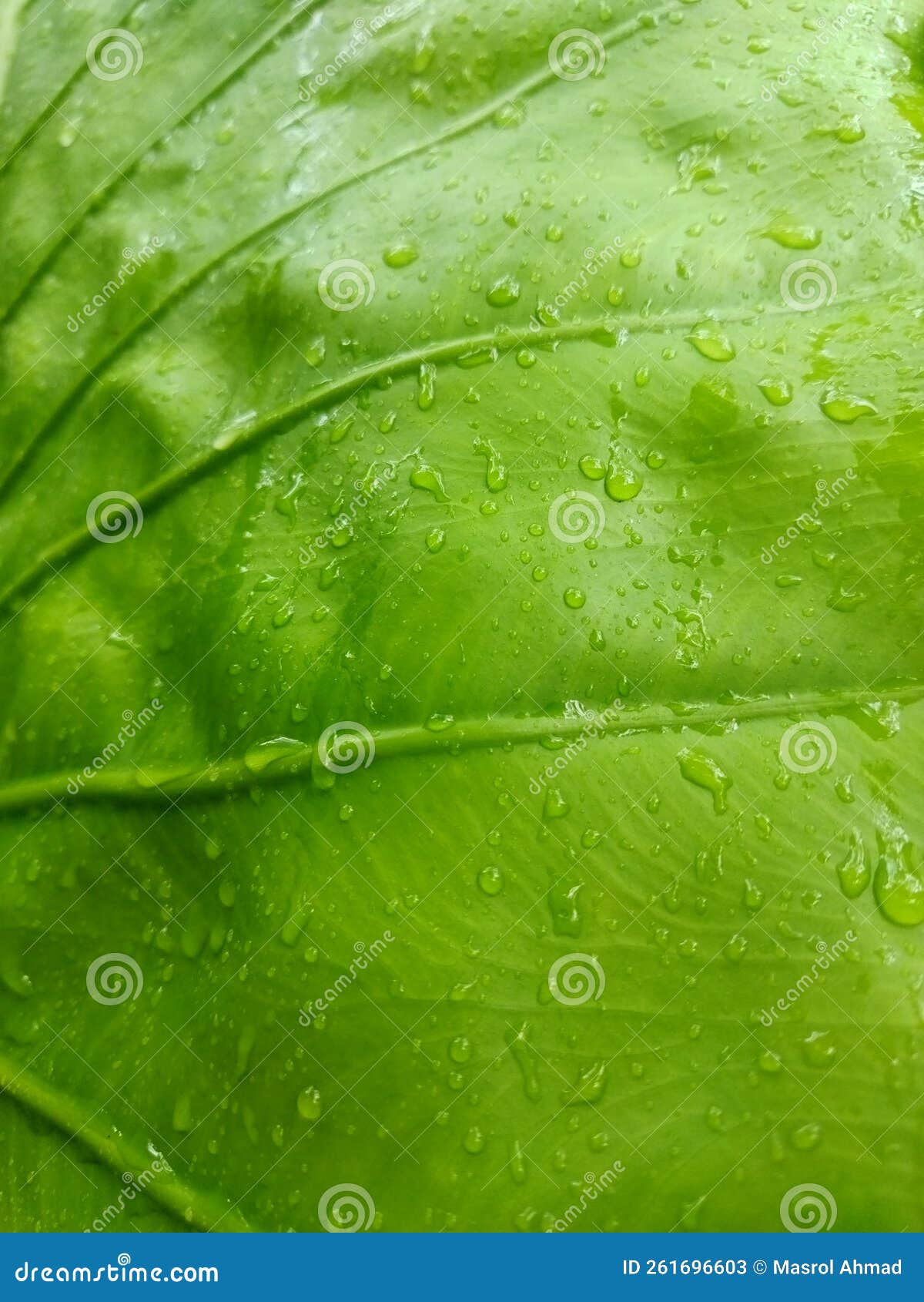 Philodendron Leaves in Green Color Stock Image - Image of leaves ...