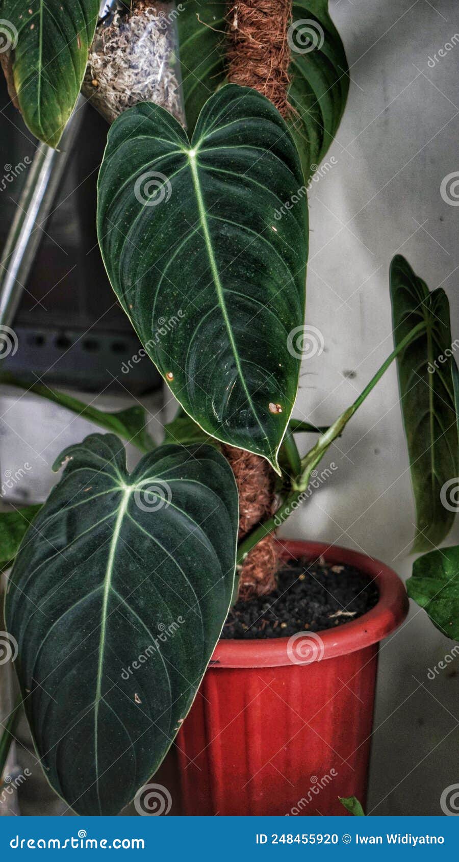 Philodendron Melano stock photo. Image of rare, plant - 248455920