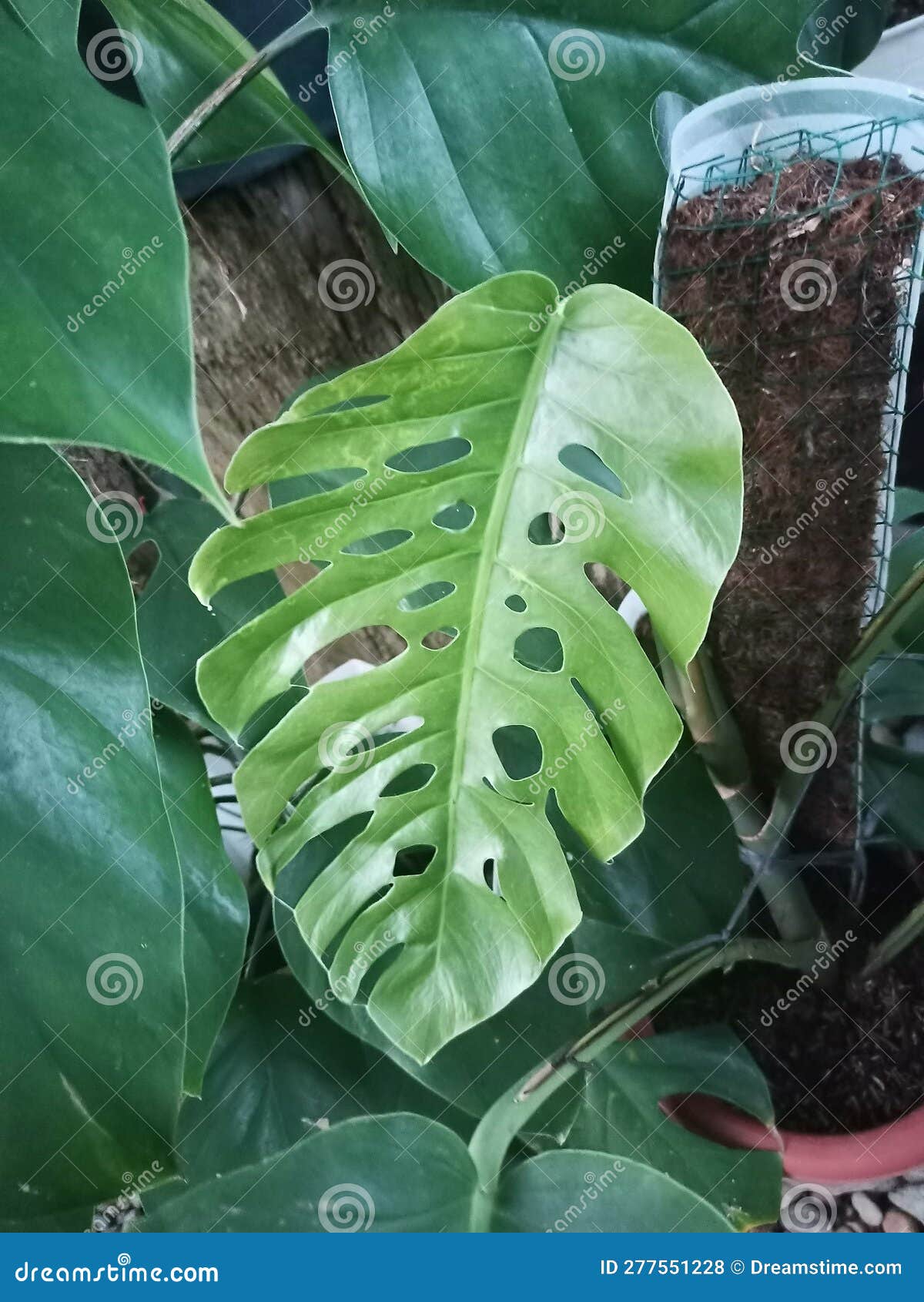Philodendron Monstera Dubia Stock Photo - Image of green, philodendron: 277551228